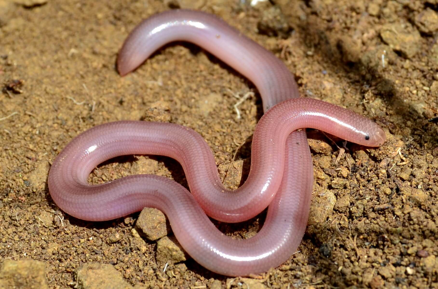 17 Rare Purple Snakes in The World (with Pictures)