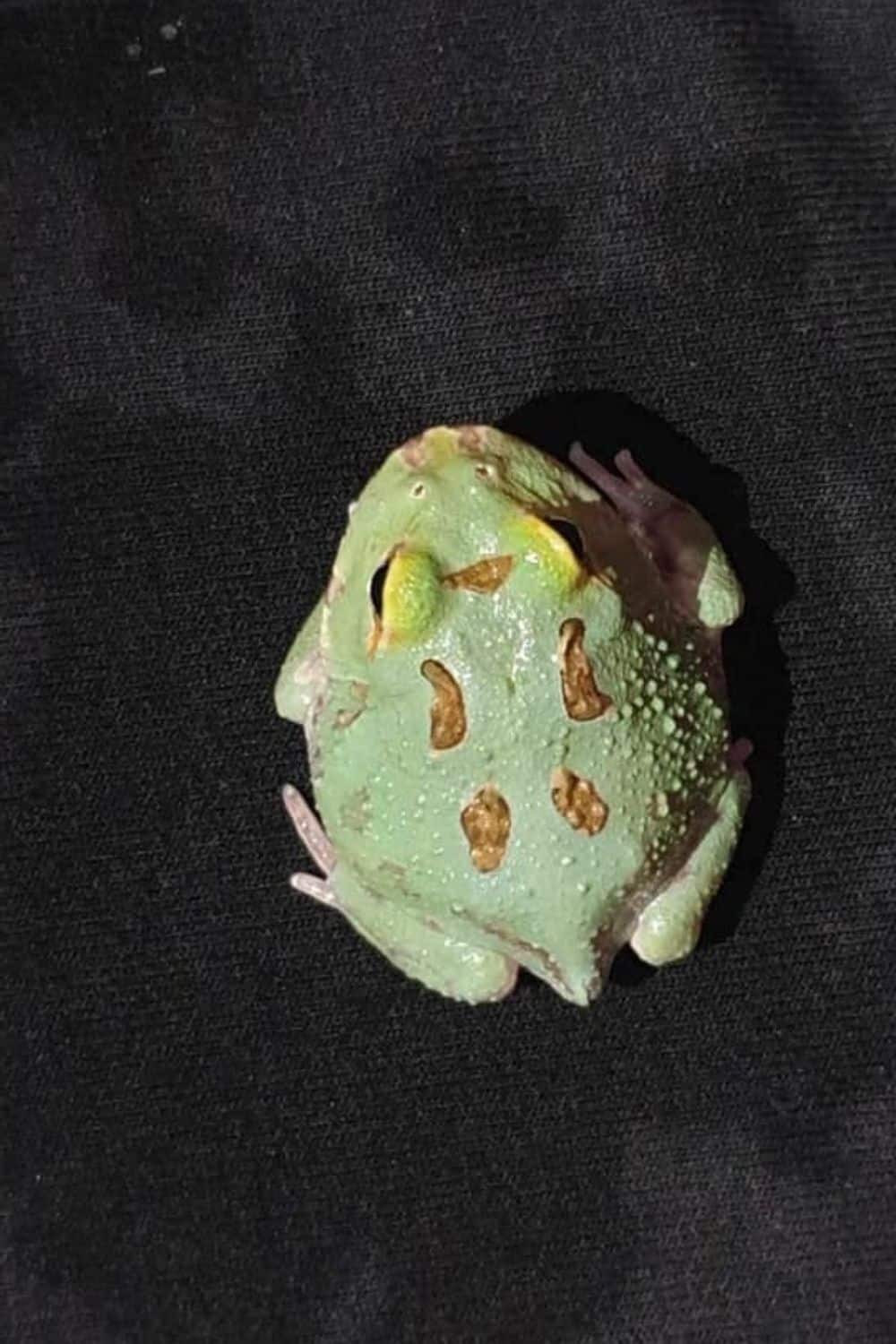 21 Pacman Frog Morphs, Colors, Species (with Morph Chart)