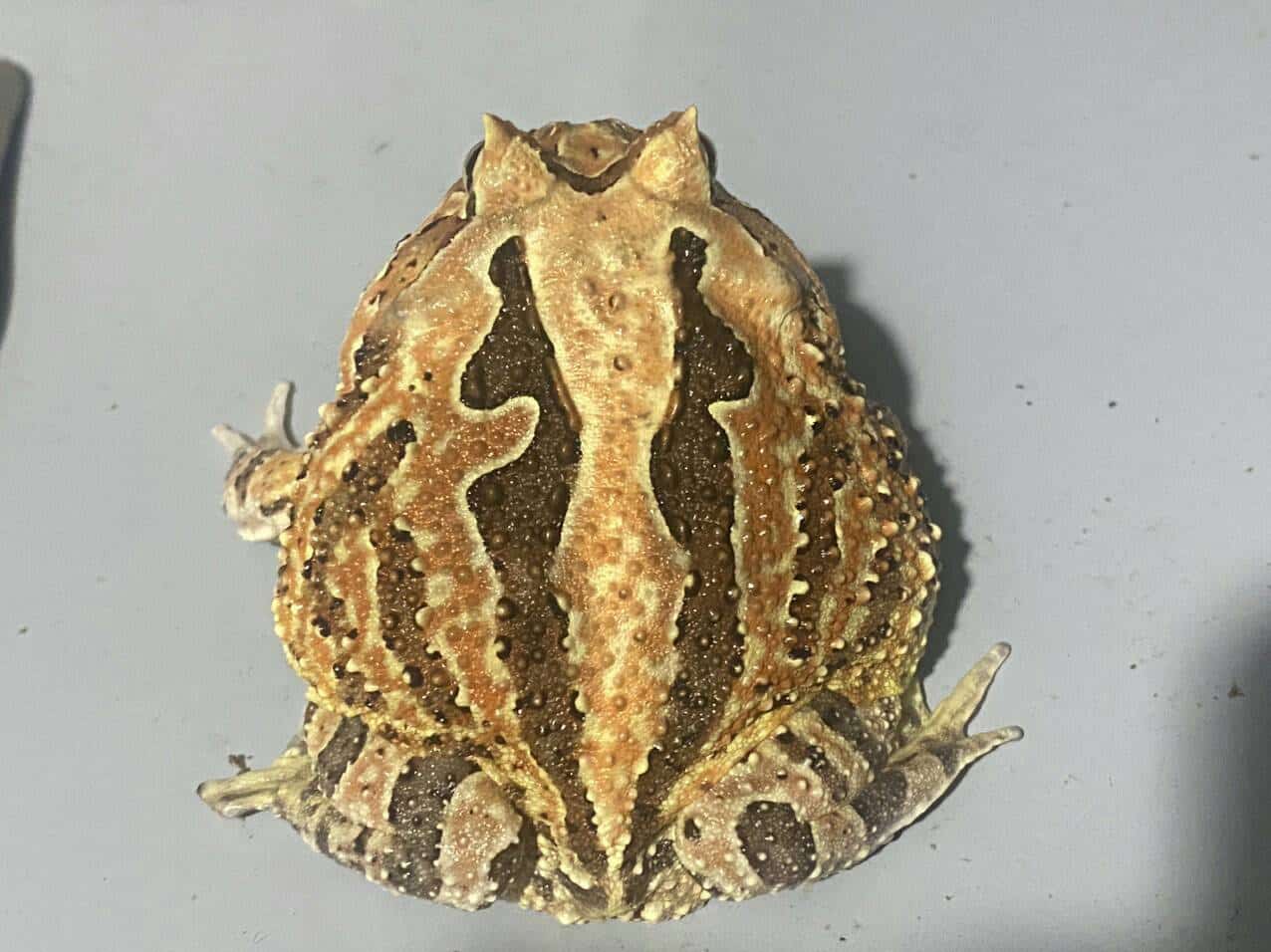 21 Pacman Frog Morphs, Colors, Species (with Morph Chart)