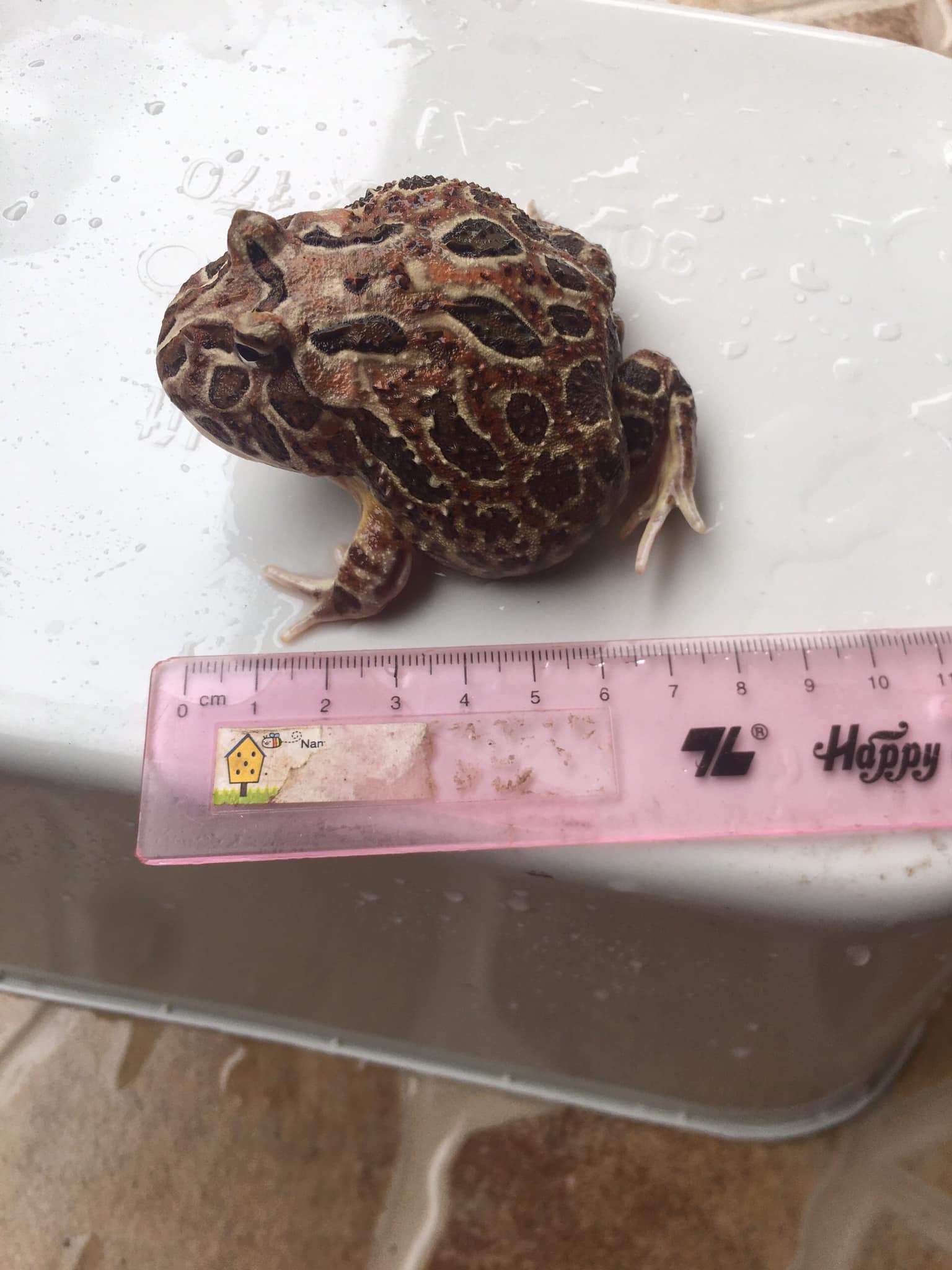 21 Pacman Frog Morphs, Colors, Species (with Morph Chart)