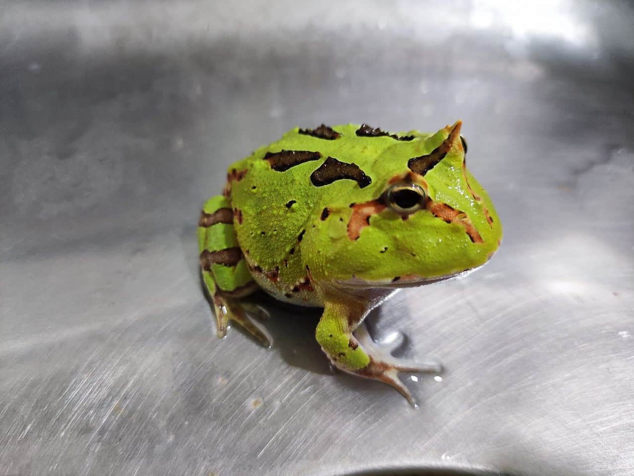 21 Pacman Frog Morphs, Colors, Species (with Morph Chart)