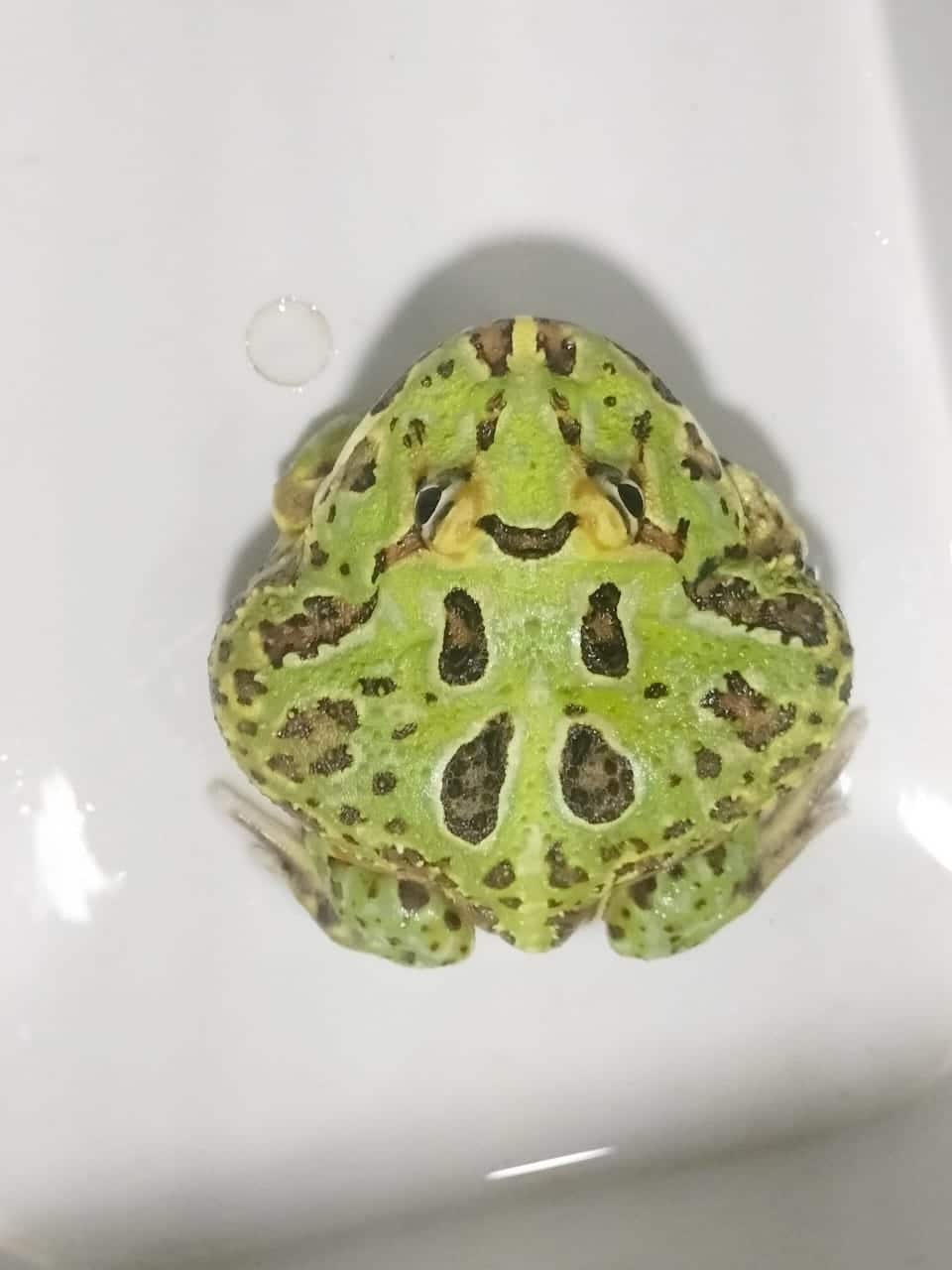 21 Pacman Frog Morphs, Colors, Species (with Morph Chart)