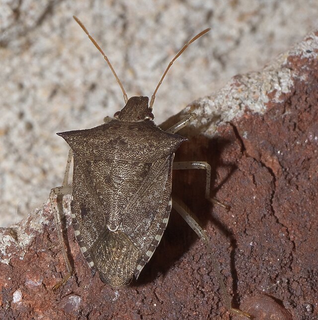 30 Types of Stink Bugs - Identification Guide and Pictures