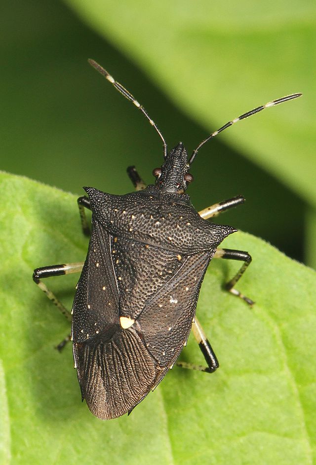 30 Types of Stink Bugs - Identification Guide and Pictures