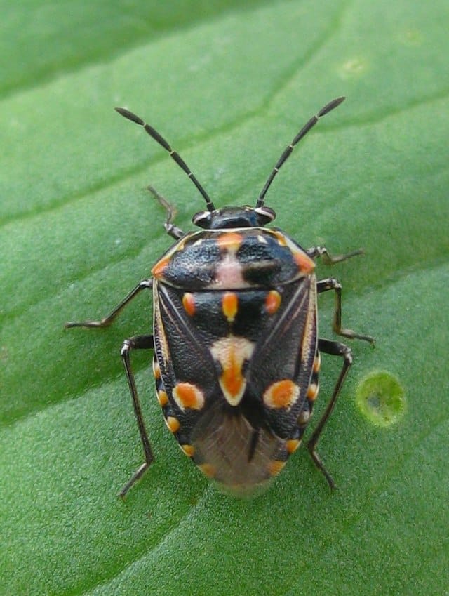 30 Types of Stink Bugs - Identification Guide and Pictures