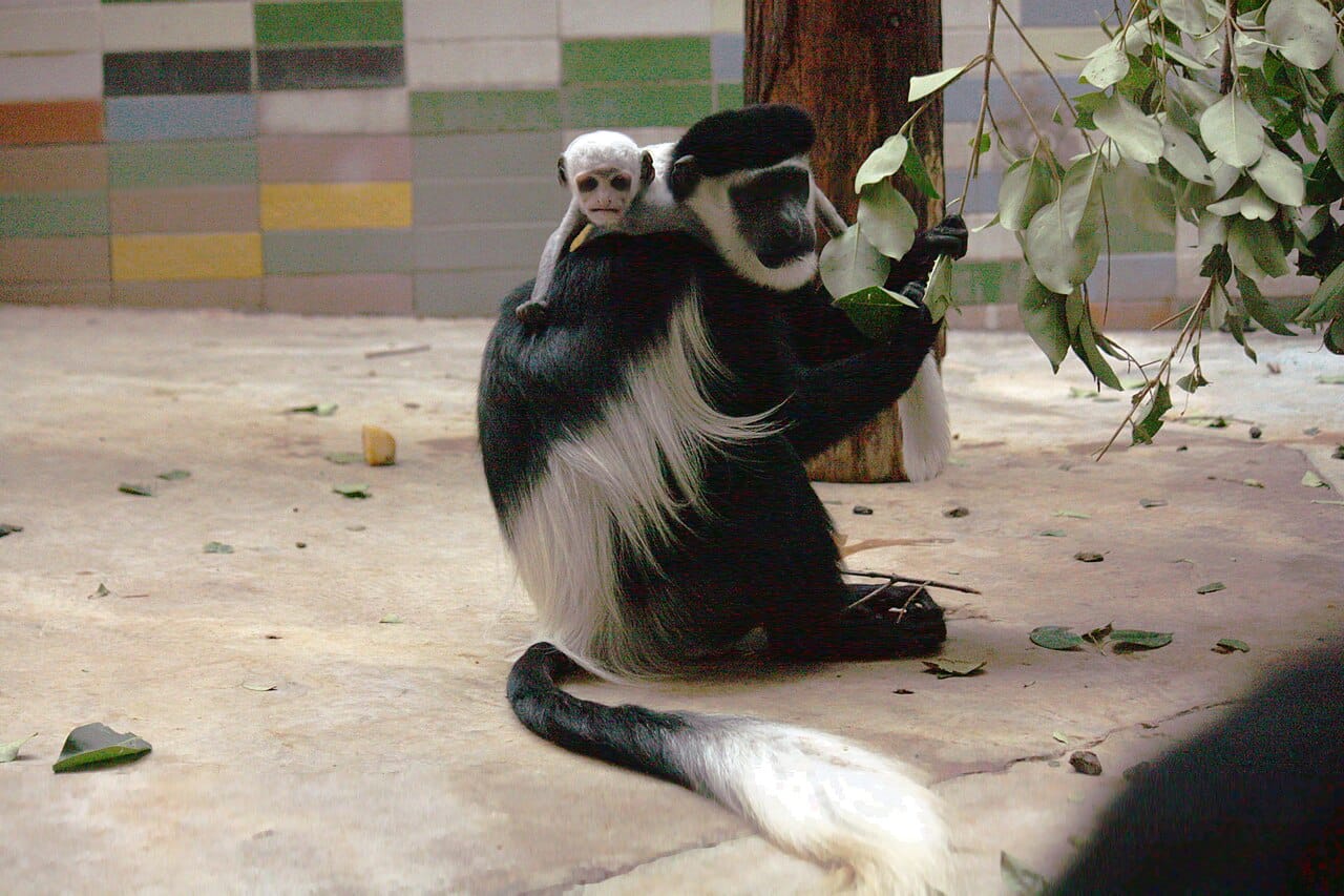 21 Black and White Monkeys (with Pictures)