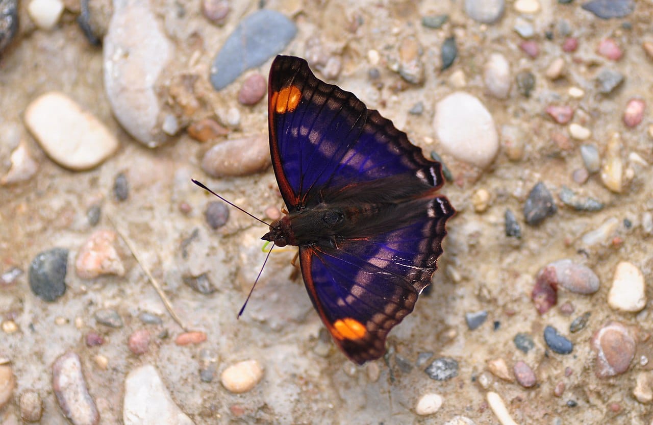 23 Amazing Purple Butterflies in The World (with Pictures)