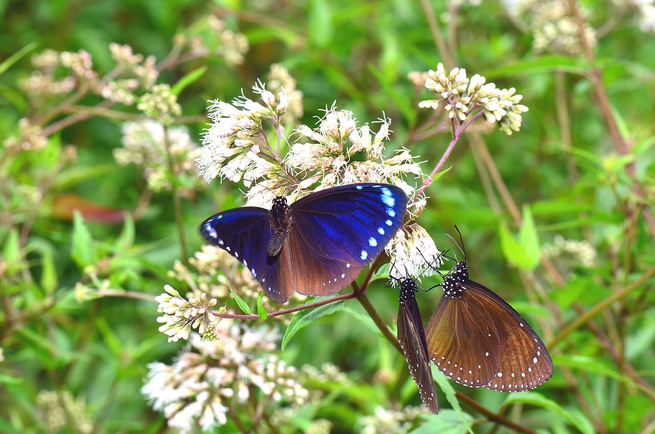 23 Amazing Purple Butterflies in The World (with Pictures)