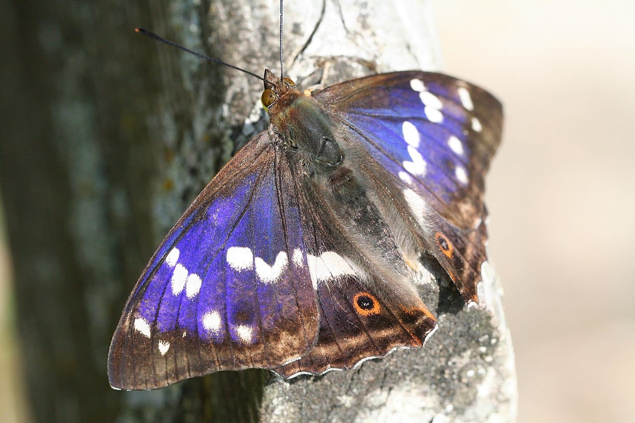 23 Amazing Purple Butterflies in The World (with Pictures)