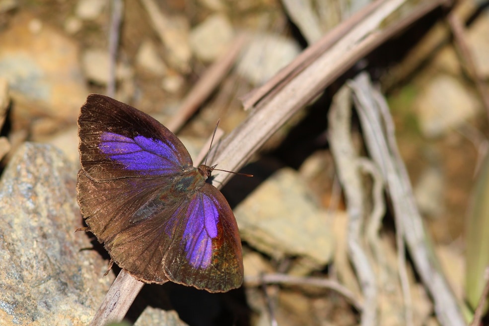 23 Amazing Purple Butterflies in The World (with Pictures)