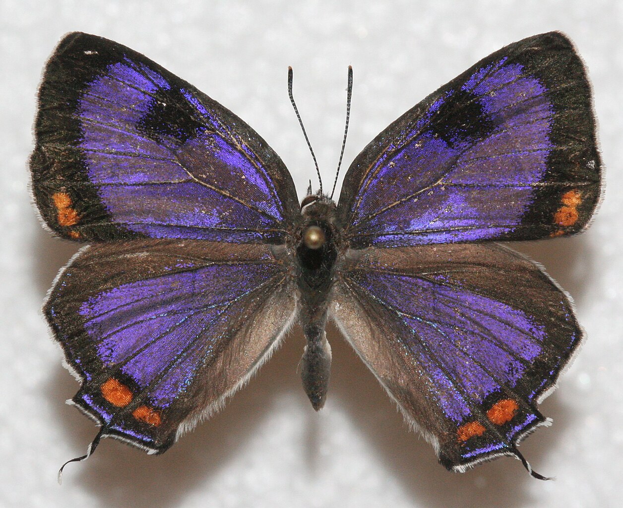 23 Amazing Purple Butterflies in The World (with Pictures)