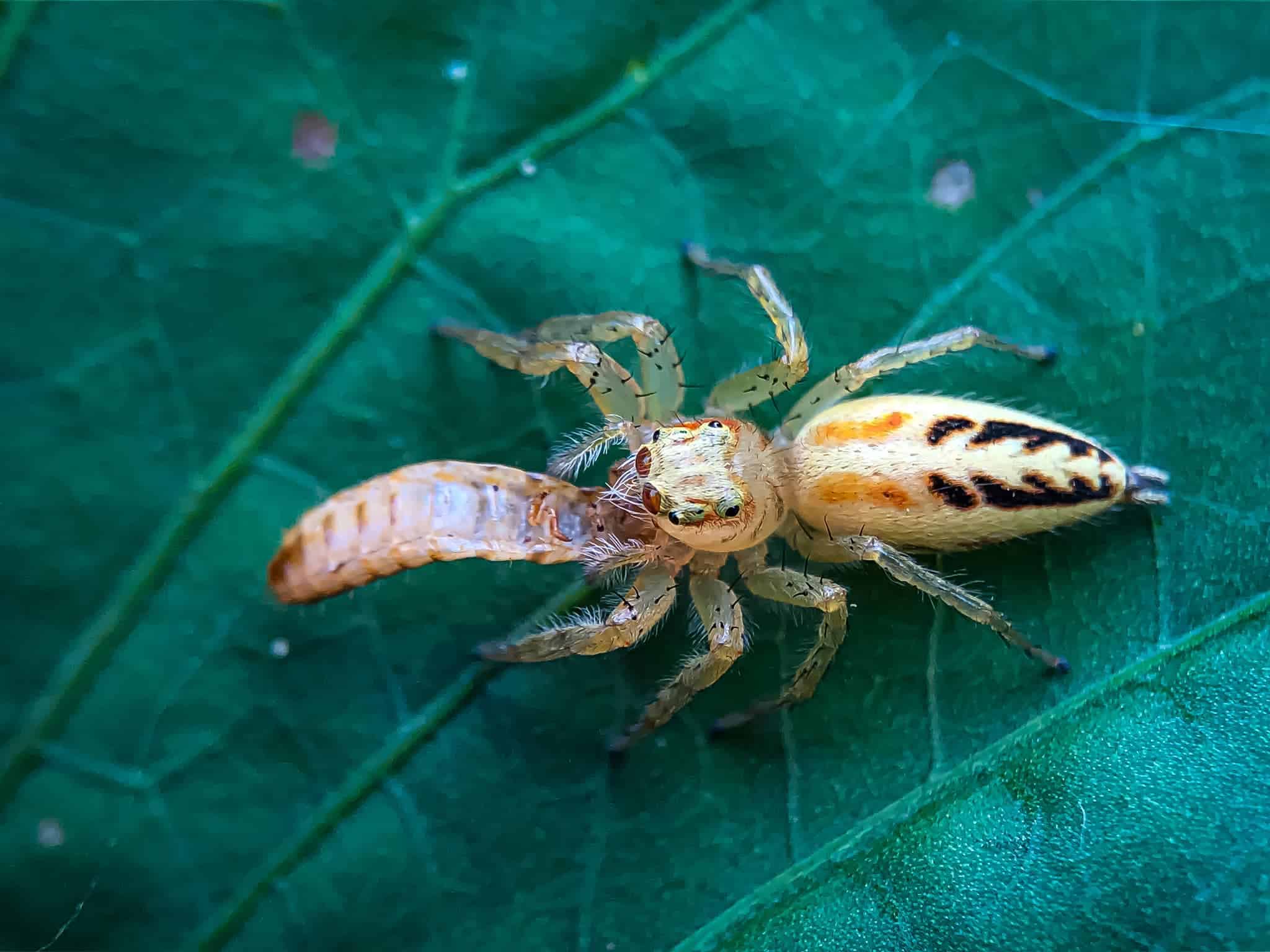 Pet Jumping Spider: Complete Care Guide