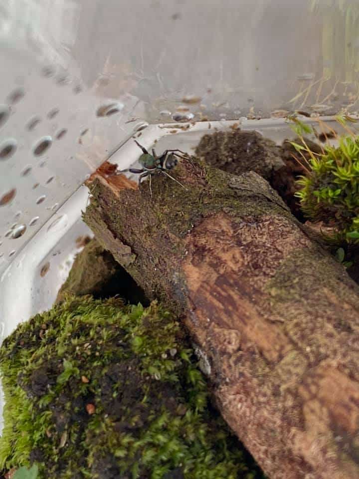 Pet Jumping Spider: Complete Care Guide