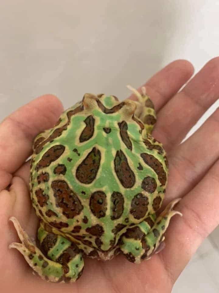 21 Pacman Frog Morphs, Colors, Species (with Morph Chart)