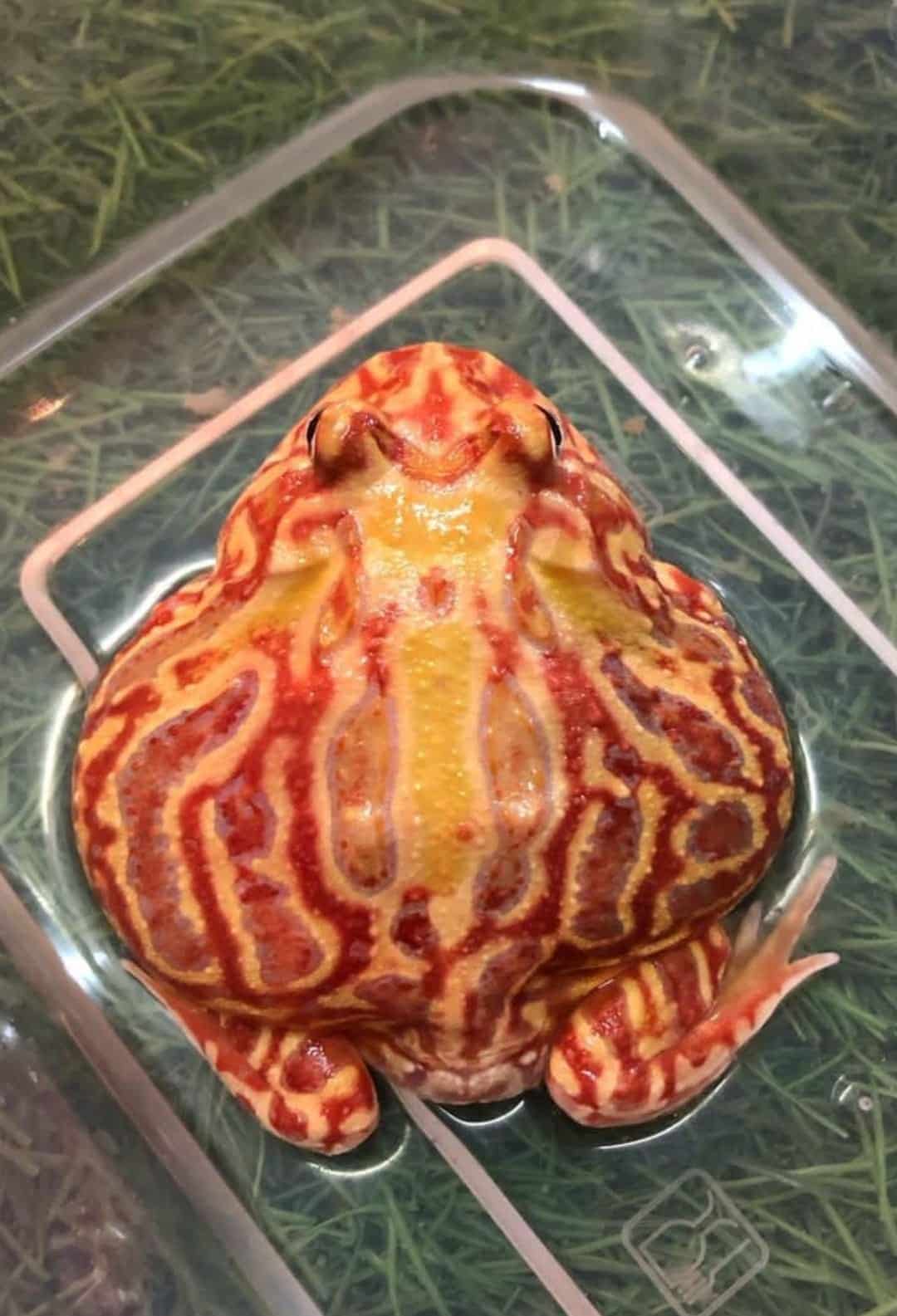 21 Pacman Frog Morphs, Colors, Species (with Morph Chart)