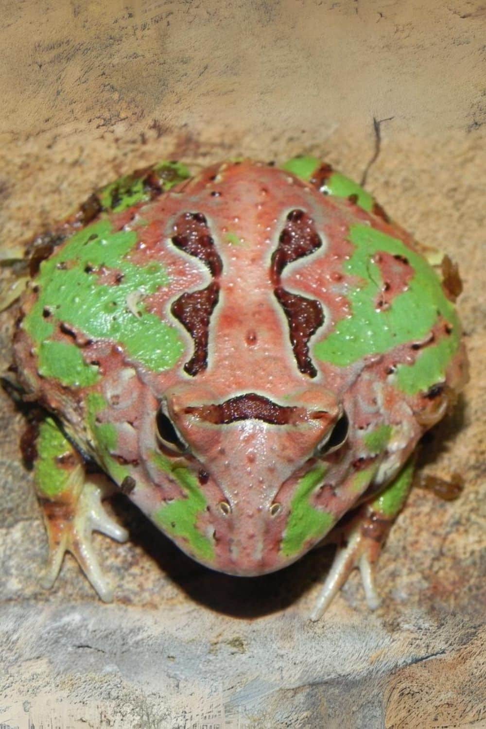 21 Pacman Frog Morphs, Colors, Species (with Morph Chart)