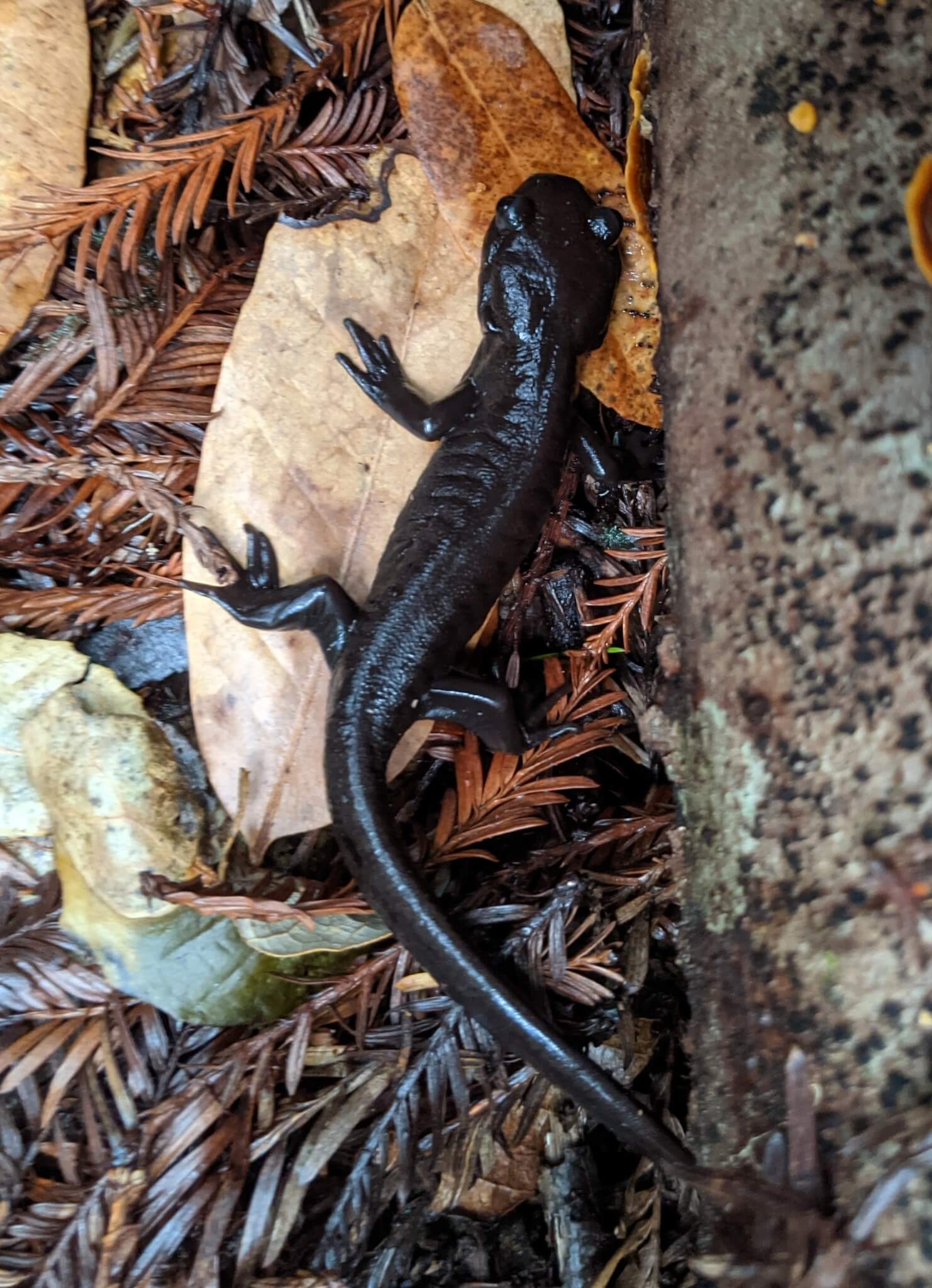 31 Types of Salamanders (Pictures And Identification)