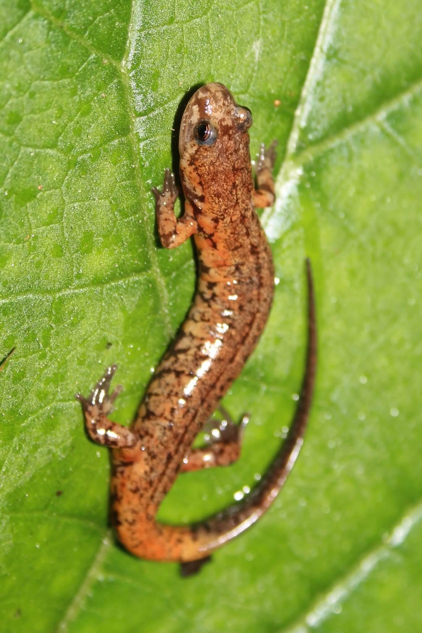 31 Types of Salamanders (Pictures And Identification)