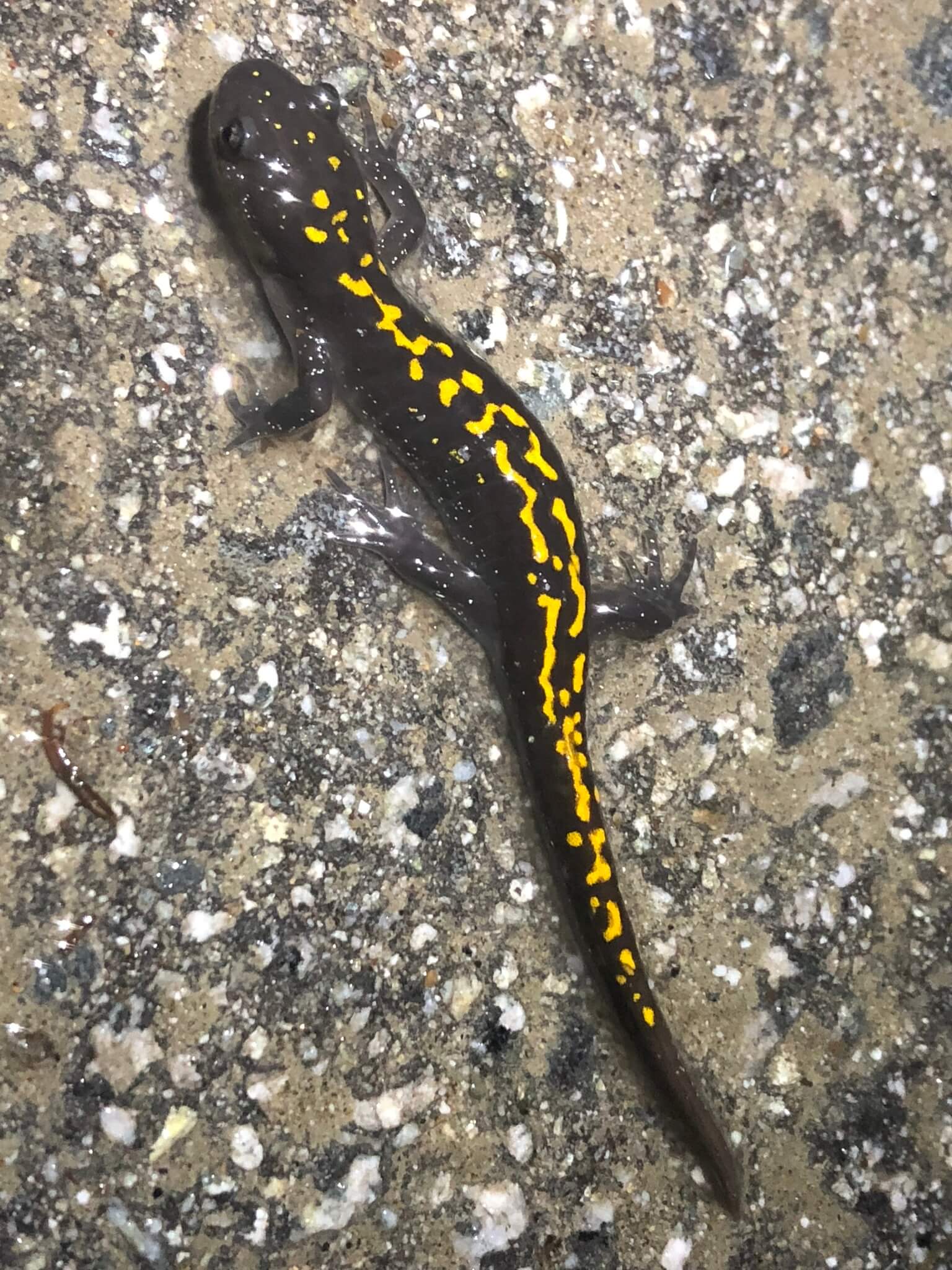 31 Types of Salamanders (Pictures And Identification)