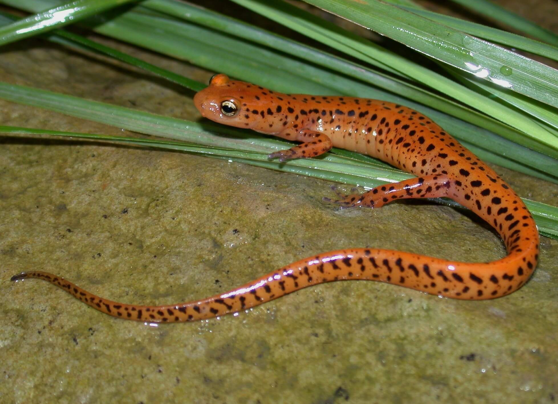 31 Types of Salamanders (Pictures And Identification)