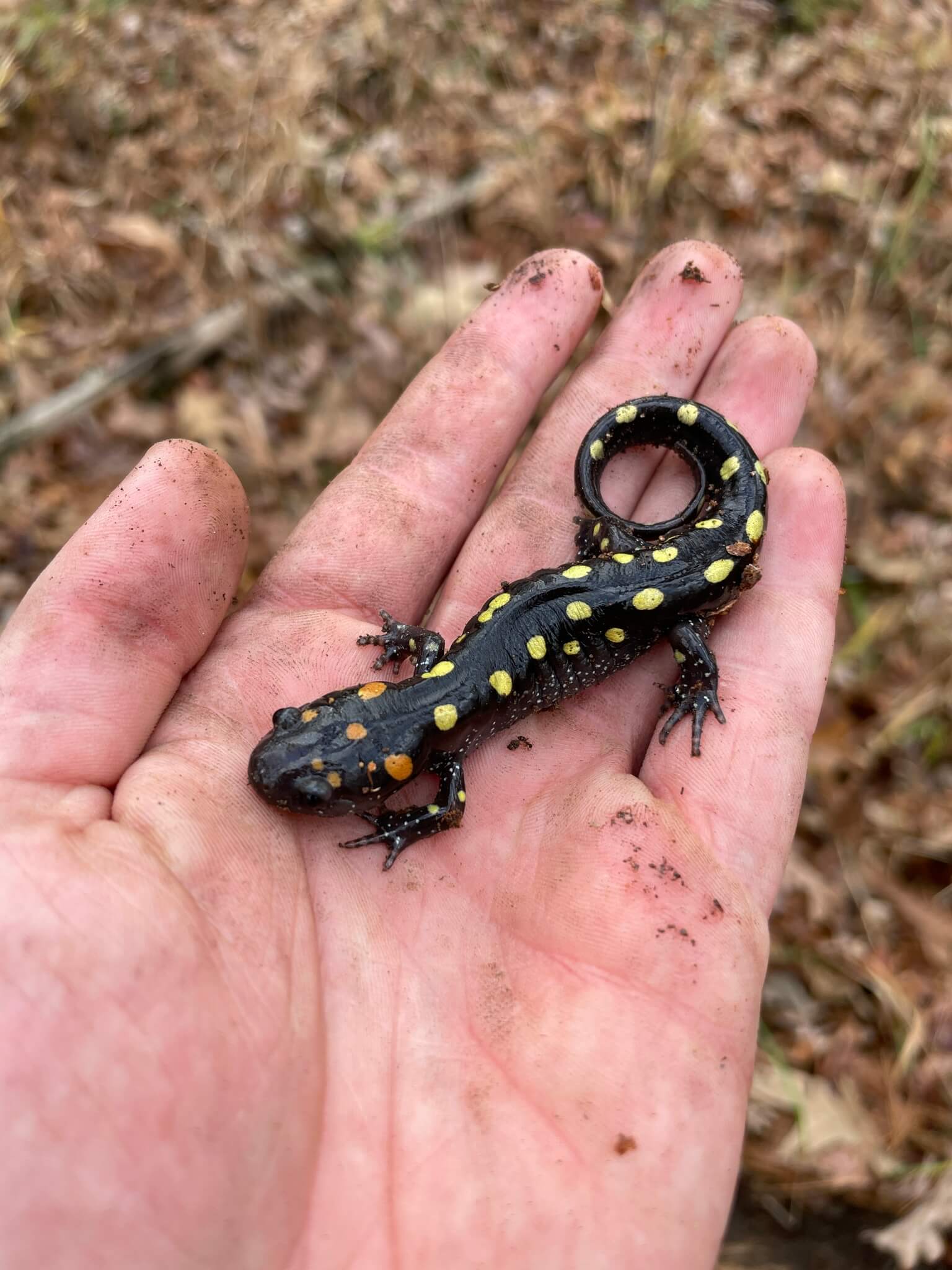 31 Types of Salamanders (Pictures And Identification)