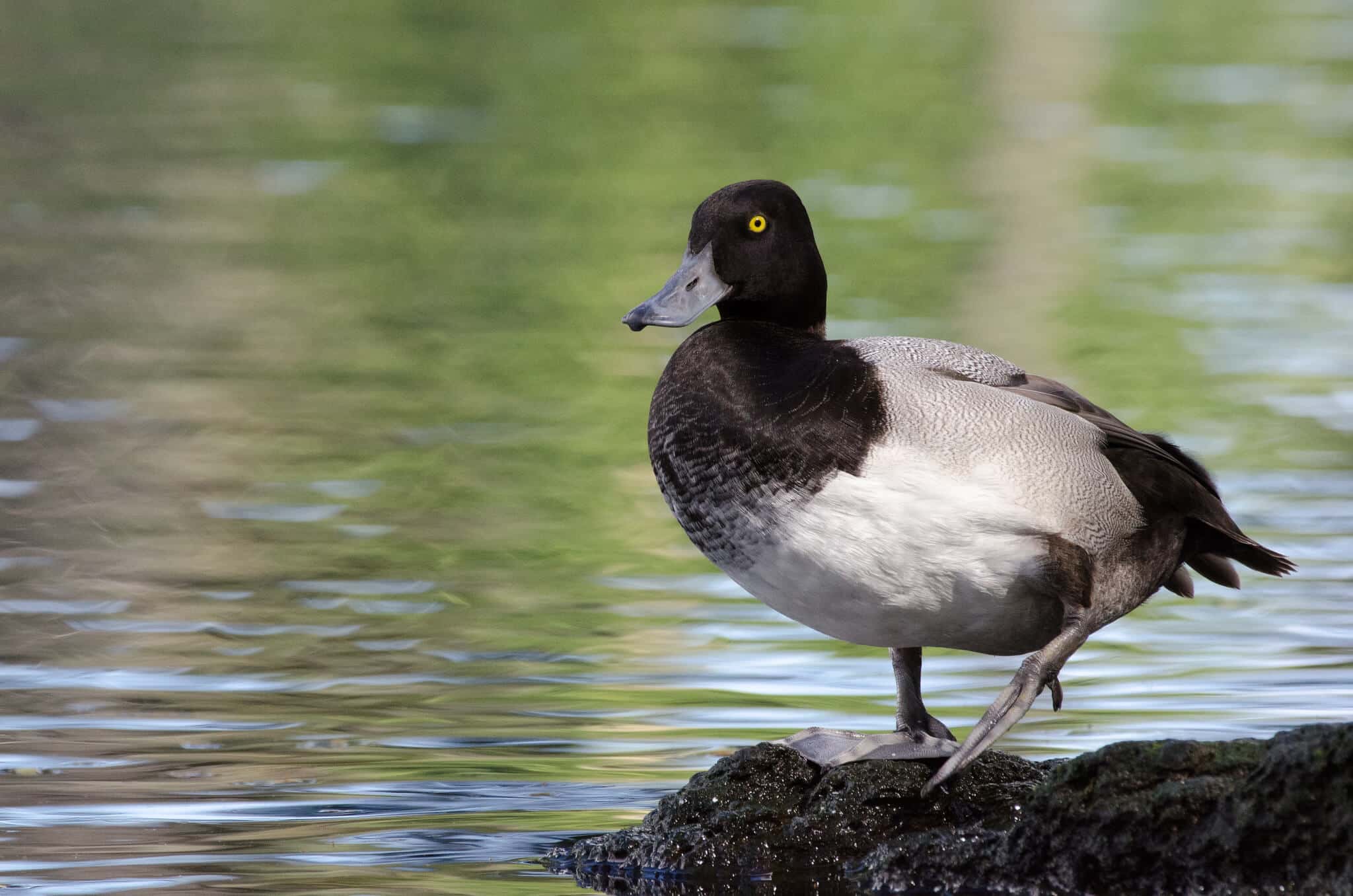 16 Ducks With Black Heads (Pictures and Identification)