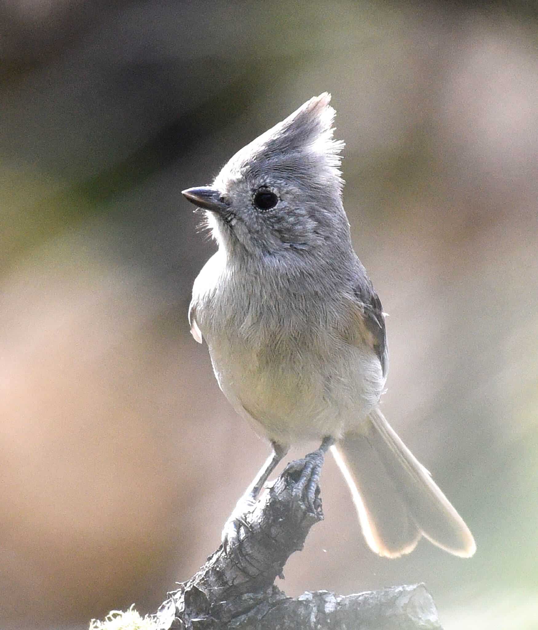 40 Birds With Crests (Tufted Heads) (Pictures and Identification)