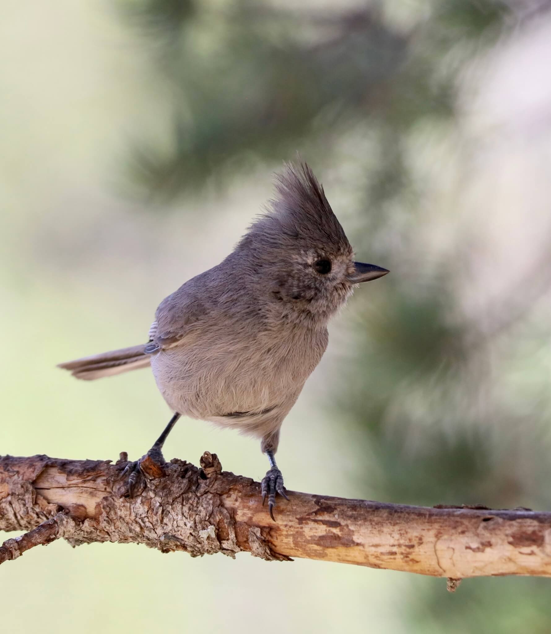 40 Birds With Crests (Tufted Heads) (Pictures and Identification)