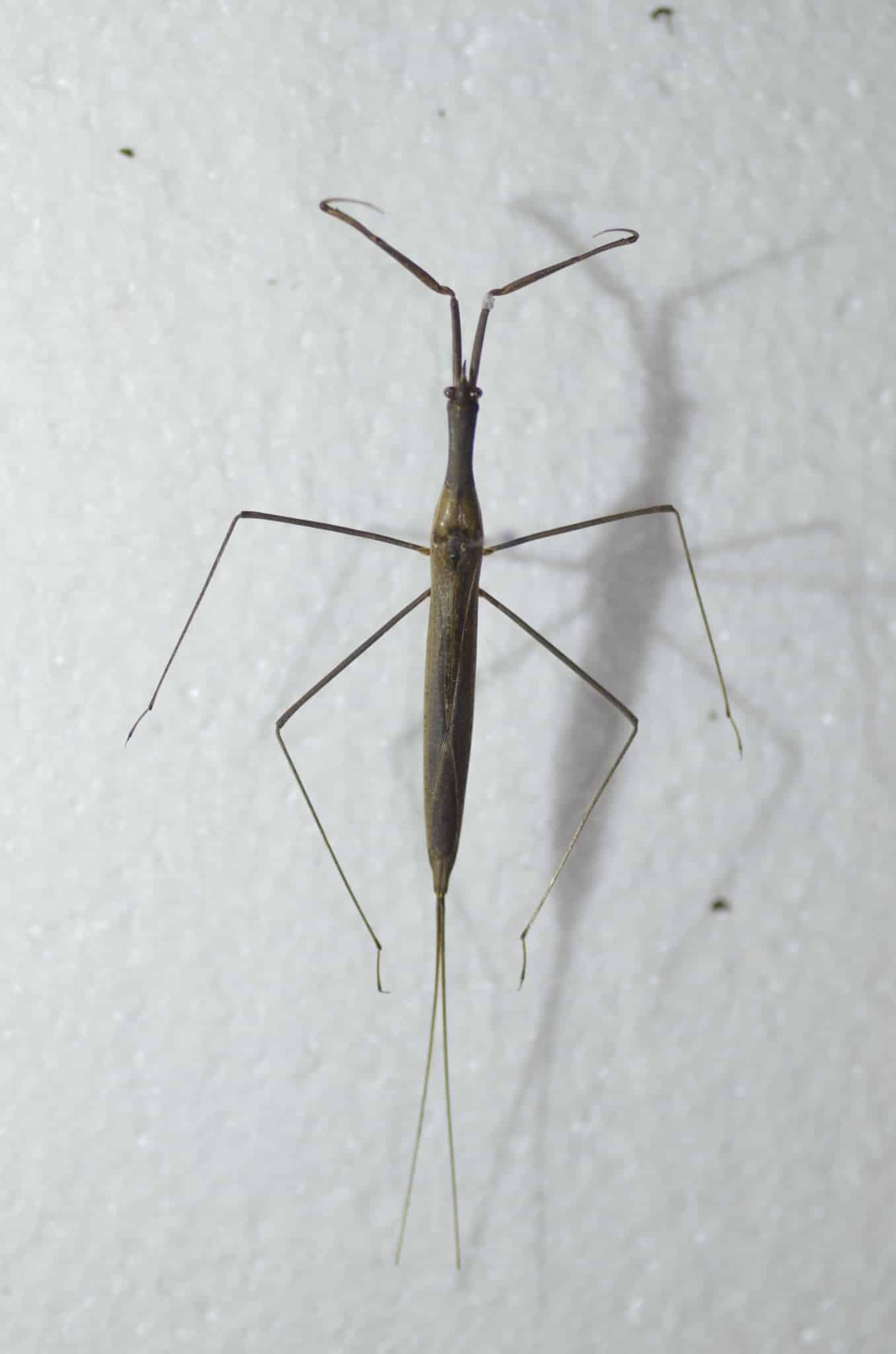 8 Bugs That Bite in Water (Pictures and Identification Guide)