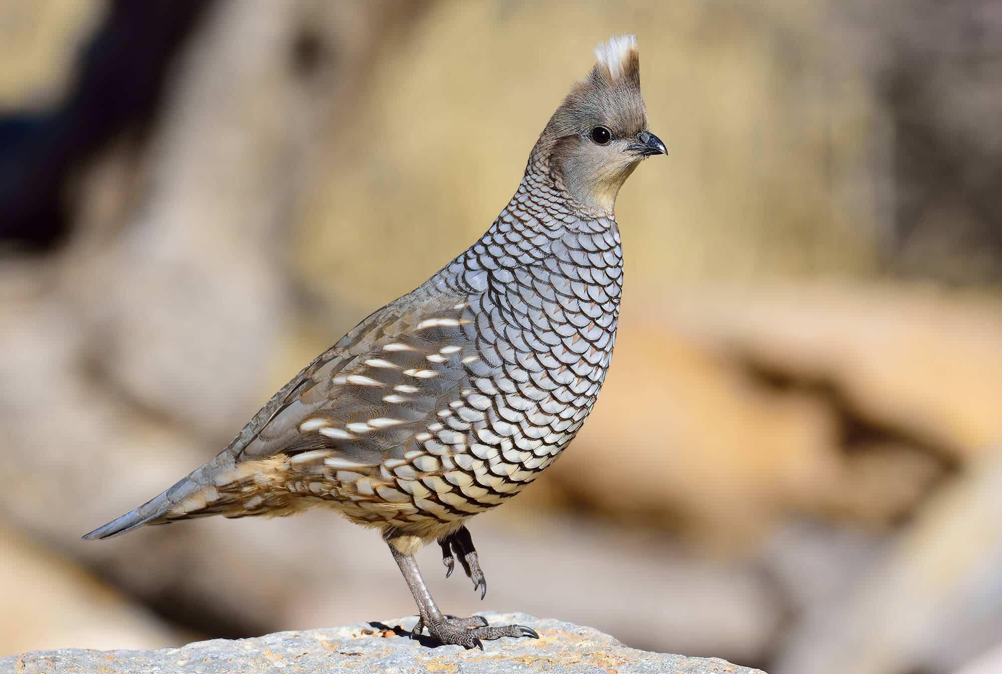 40 Birds With Crests (Tufted Heads) (Pictures and Identification)