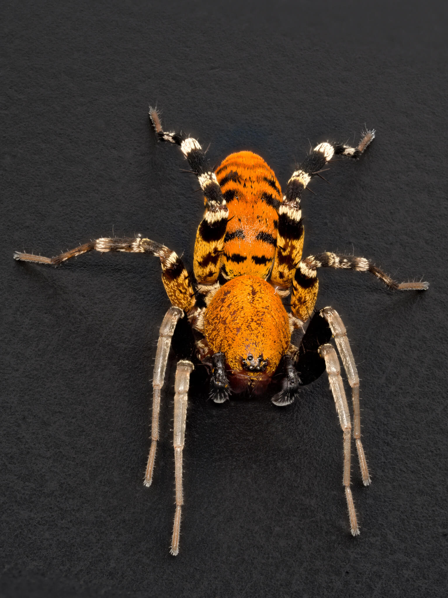 29 Orange Spiders (Pictures and Identification)