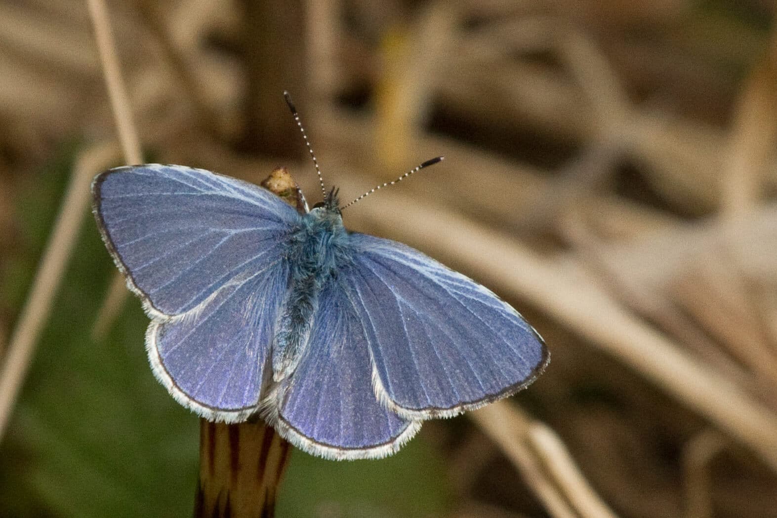 55 Amazing Blue Butterflies (Pictures and Identification Guide)