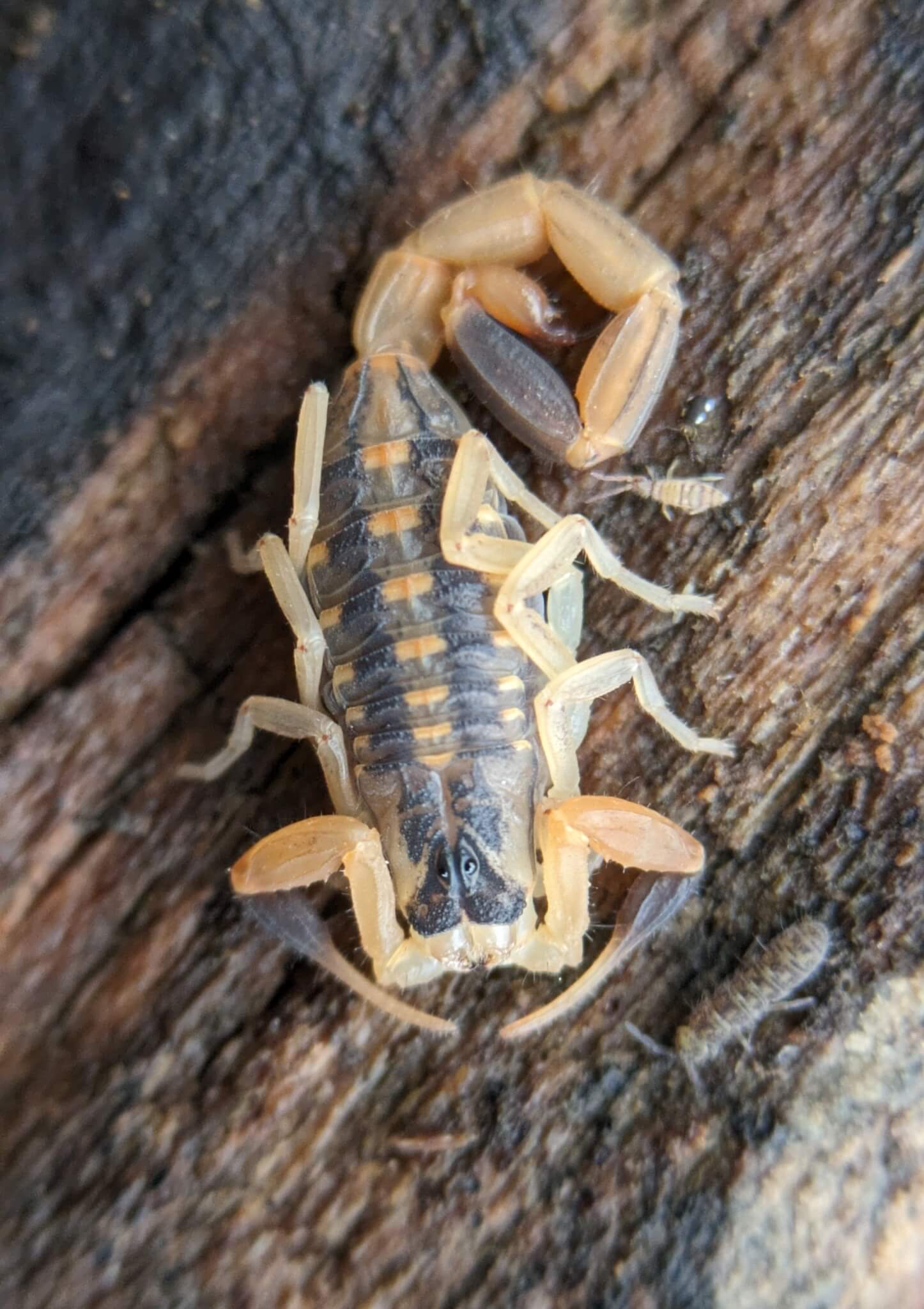 27 Types of Scorpions (Pictures and Identification)