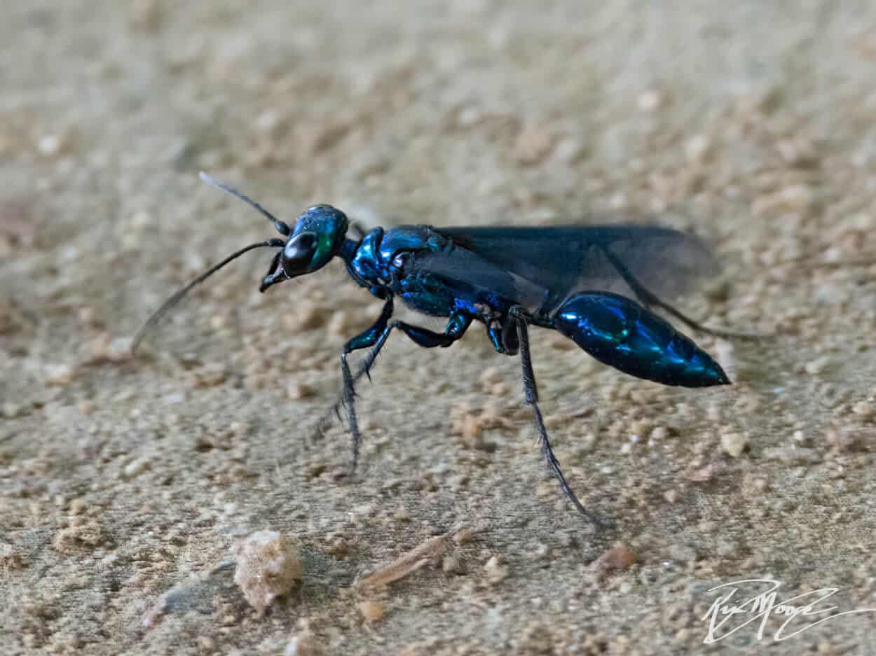 33 Blue Bugs You May Encounter (Some Can Fly)