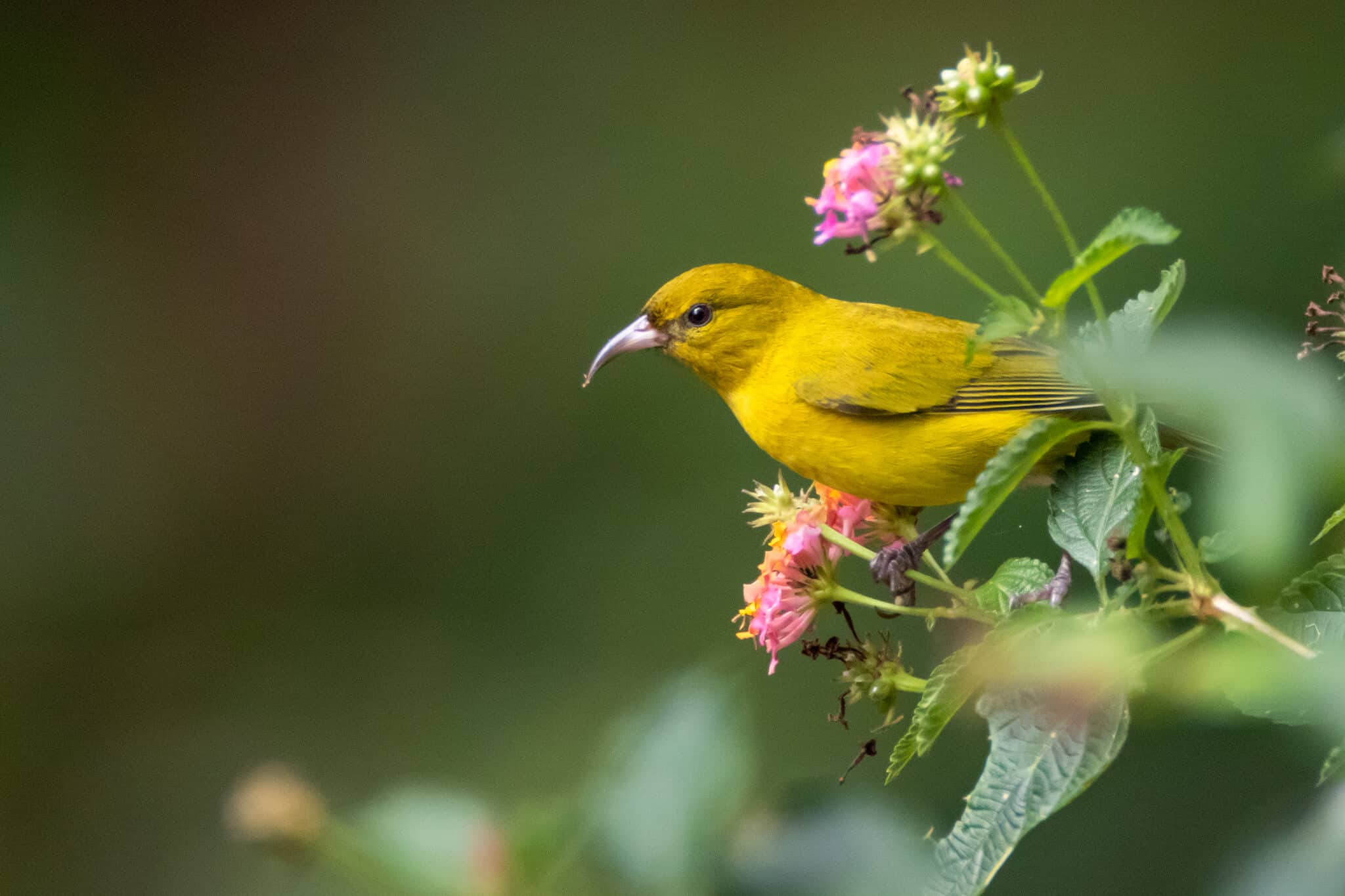 43 Types of Yellow Birds (Pictures and Identification)