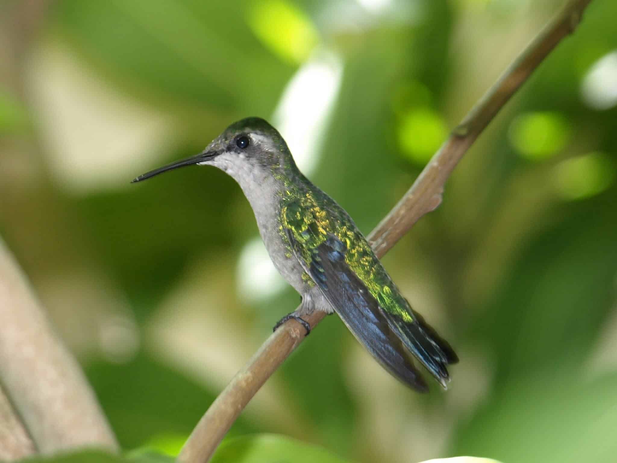 15 Amazing Birds With Blue Tails (with Pictures)