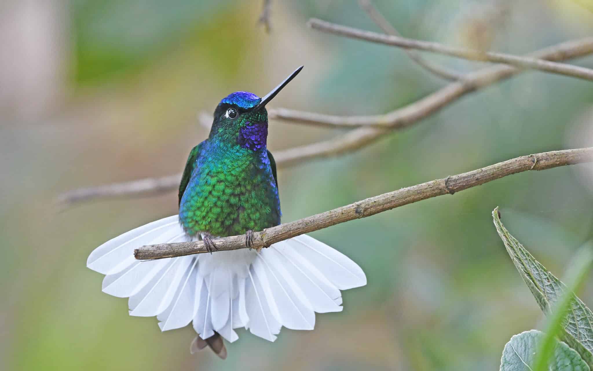 22 Birds With White Tails (with Pictures)