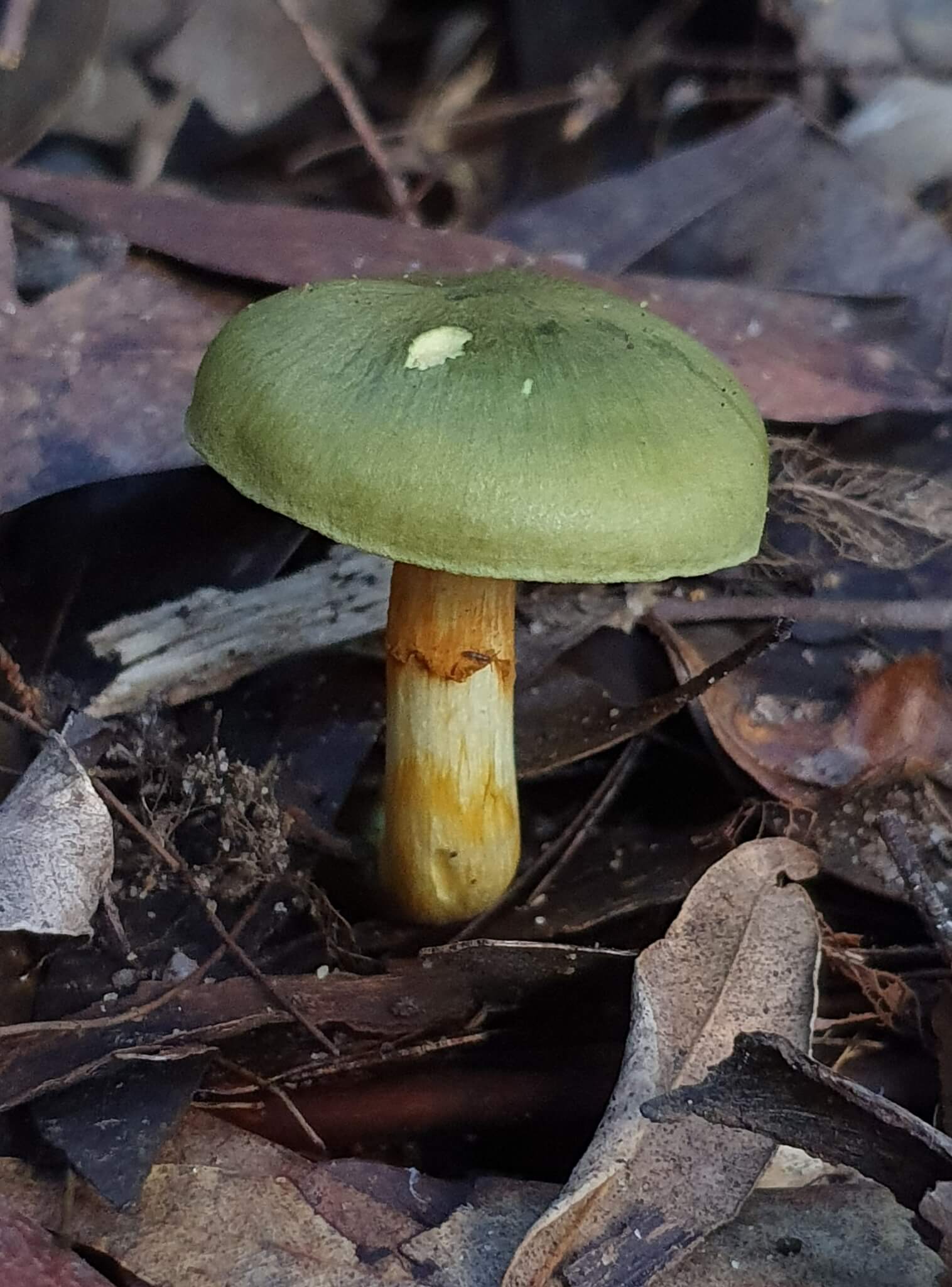 17 Types of Green Mushrooms (Identification And Edibility)