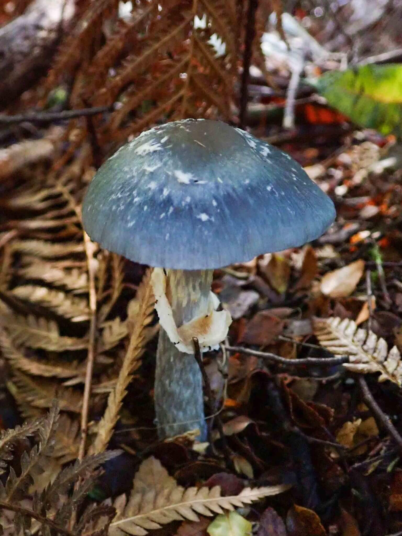 18 Types of Blue Mushrooms (Pictures and Edibility)
