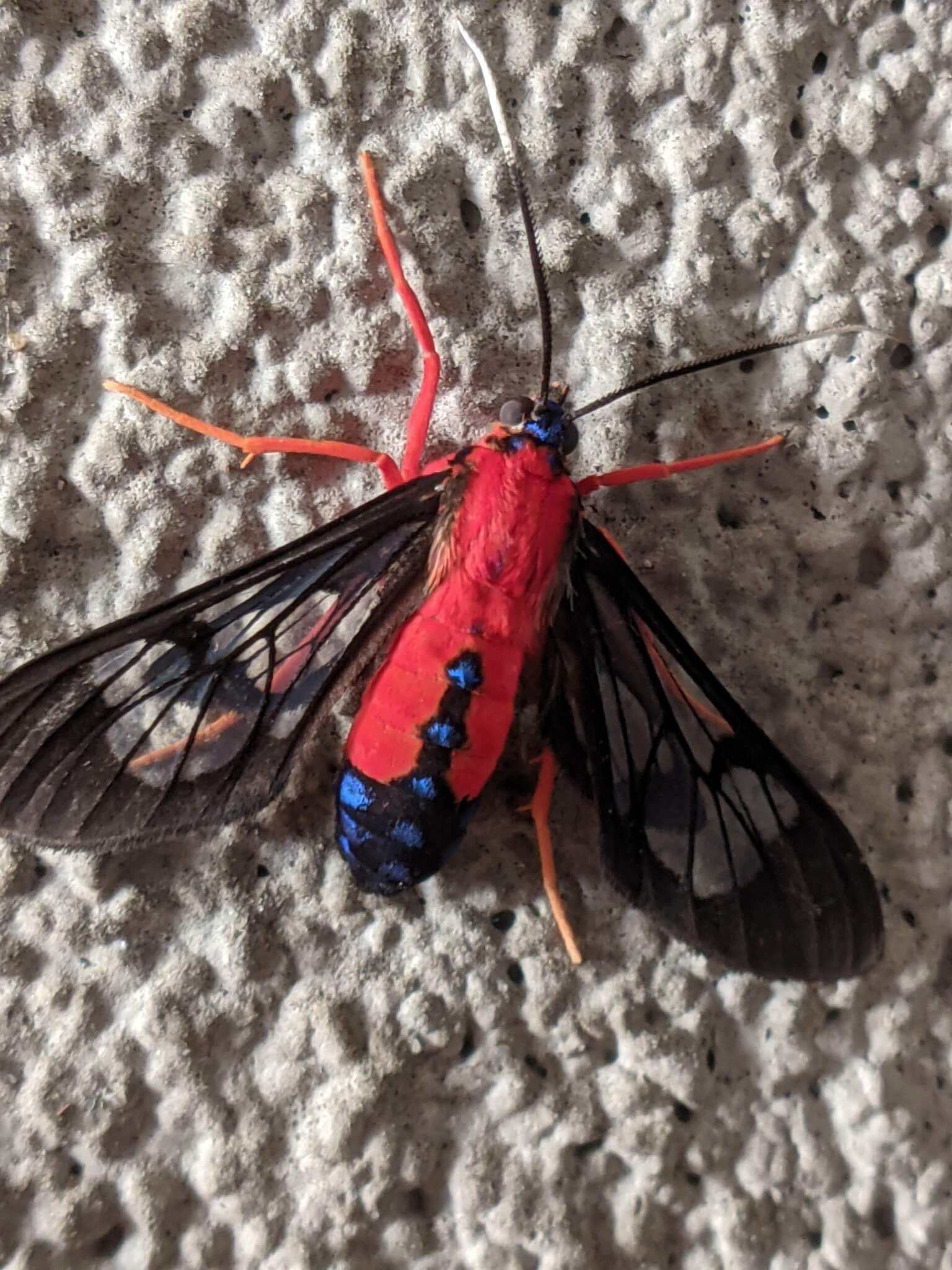 16 Types Of Red Moths (Pictures And Identification Guide)