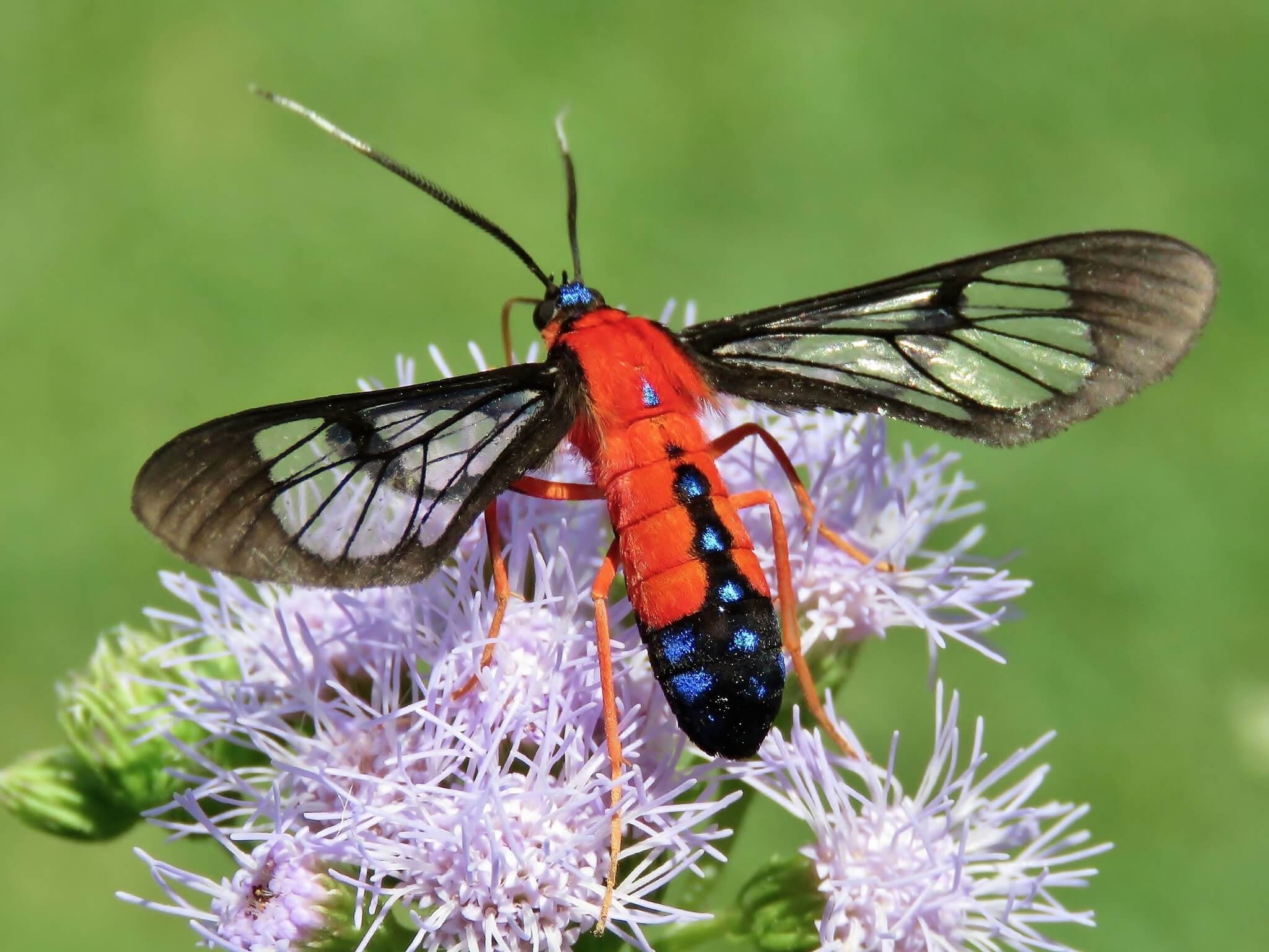19 Common Black and Red Moths (Pictures And Identification)