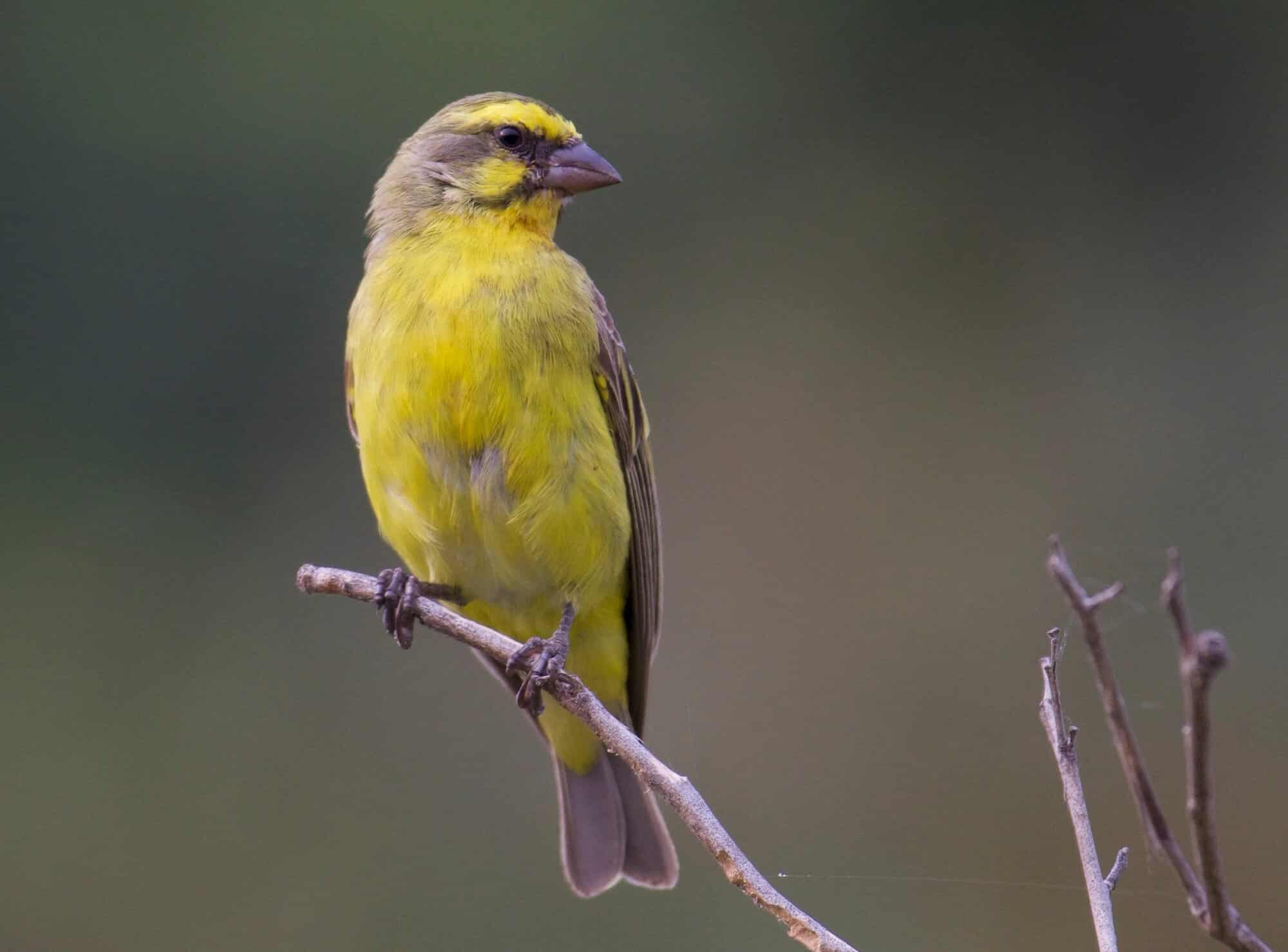 43 Types of Yellow Birds (Pictures and Identification)