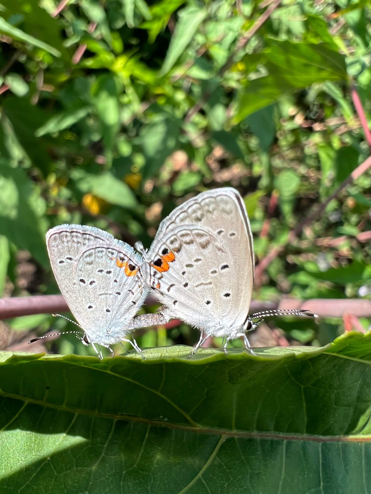 44 Common White Butterflies In The United States (with Pictures)