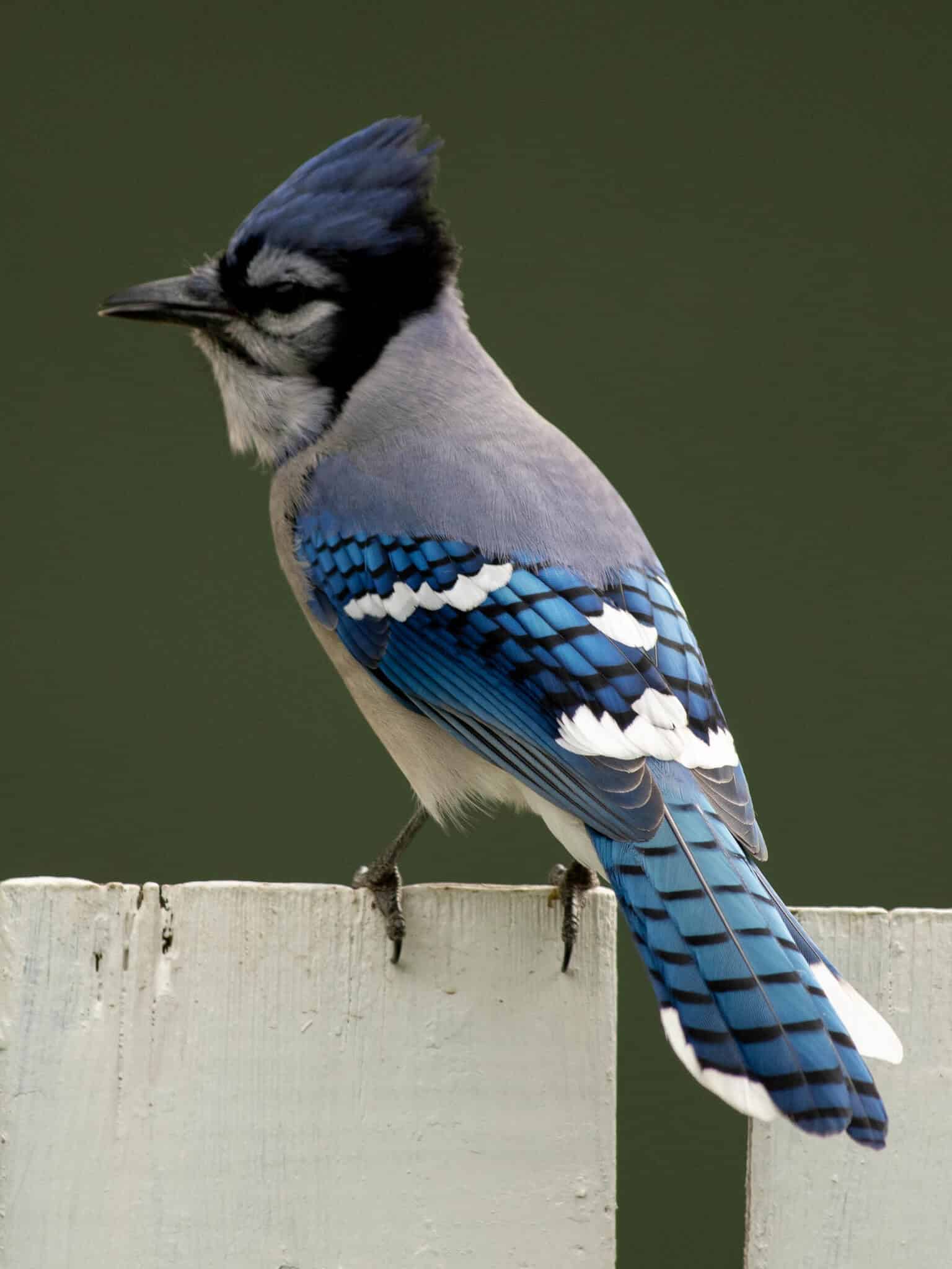 40 Birds With Crests (Tufted Heads) (Pictures and Identification)