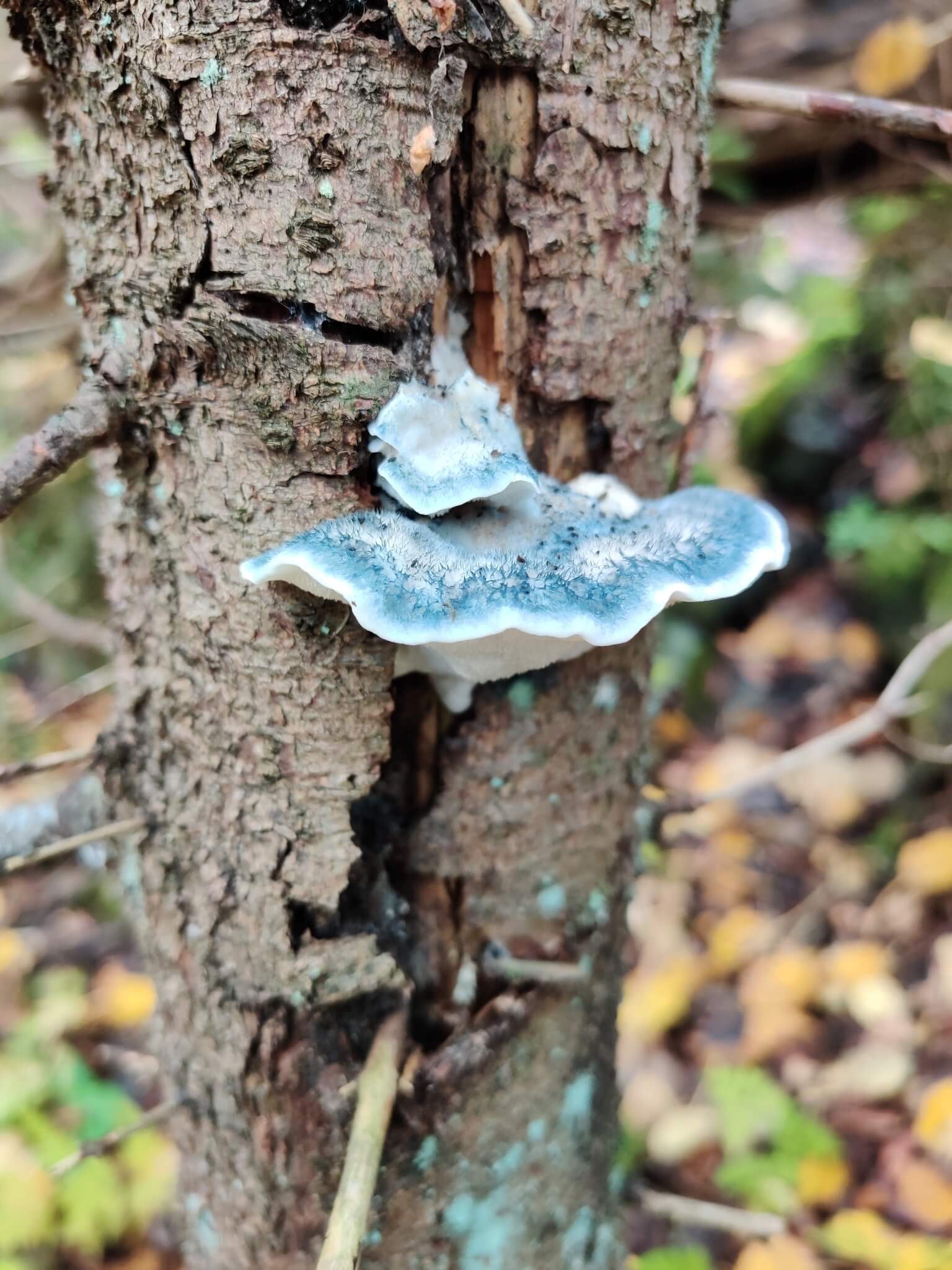 18 Types of Blue Mushrooms (Pictures and Edibility)
