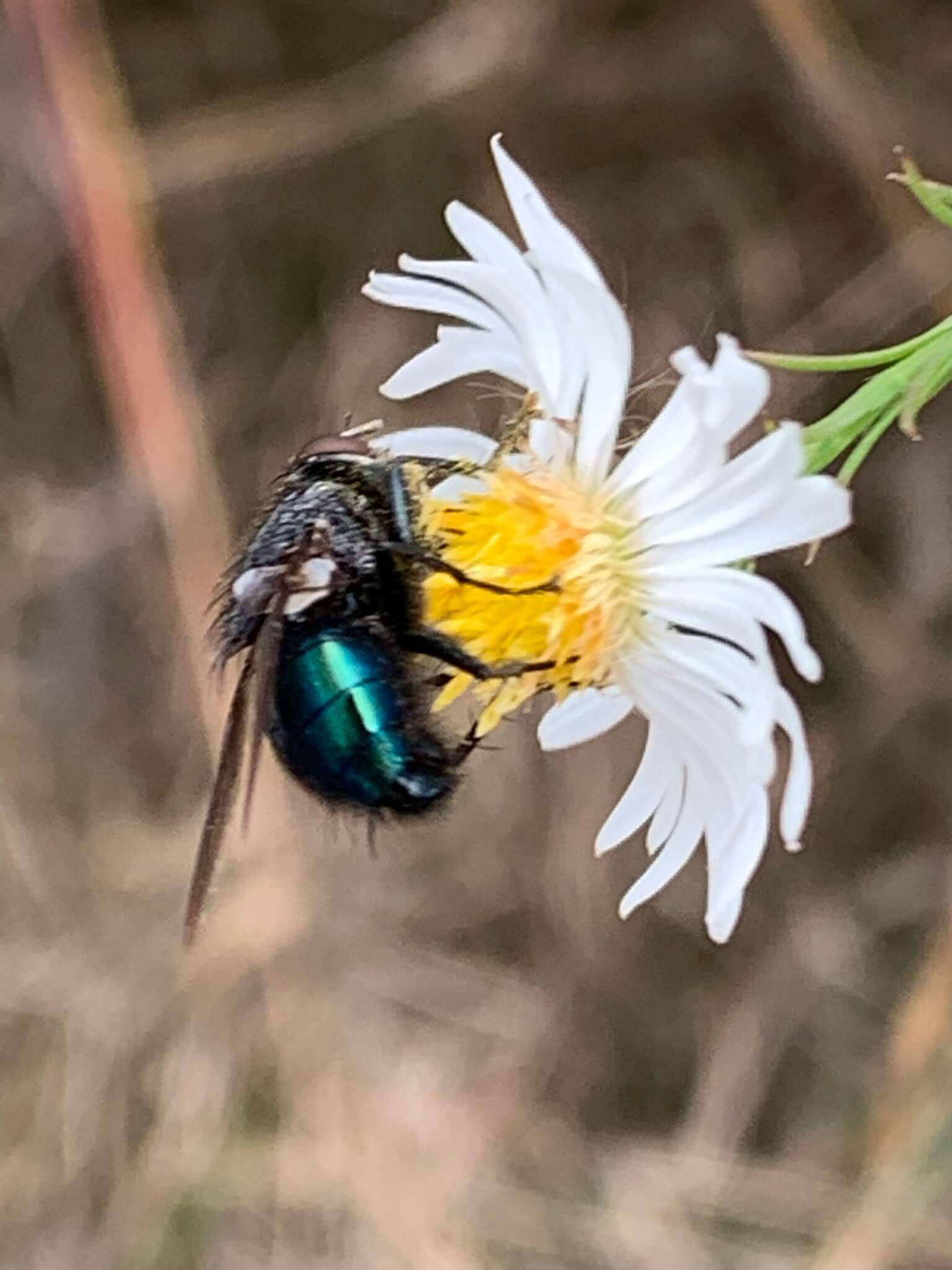 33 Blue Bugs You May Encounter (Some Can Fly)