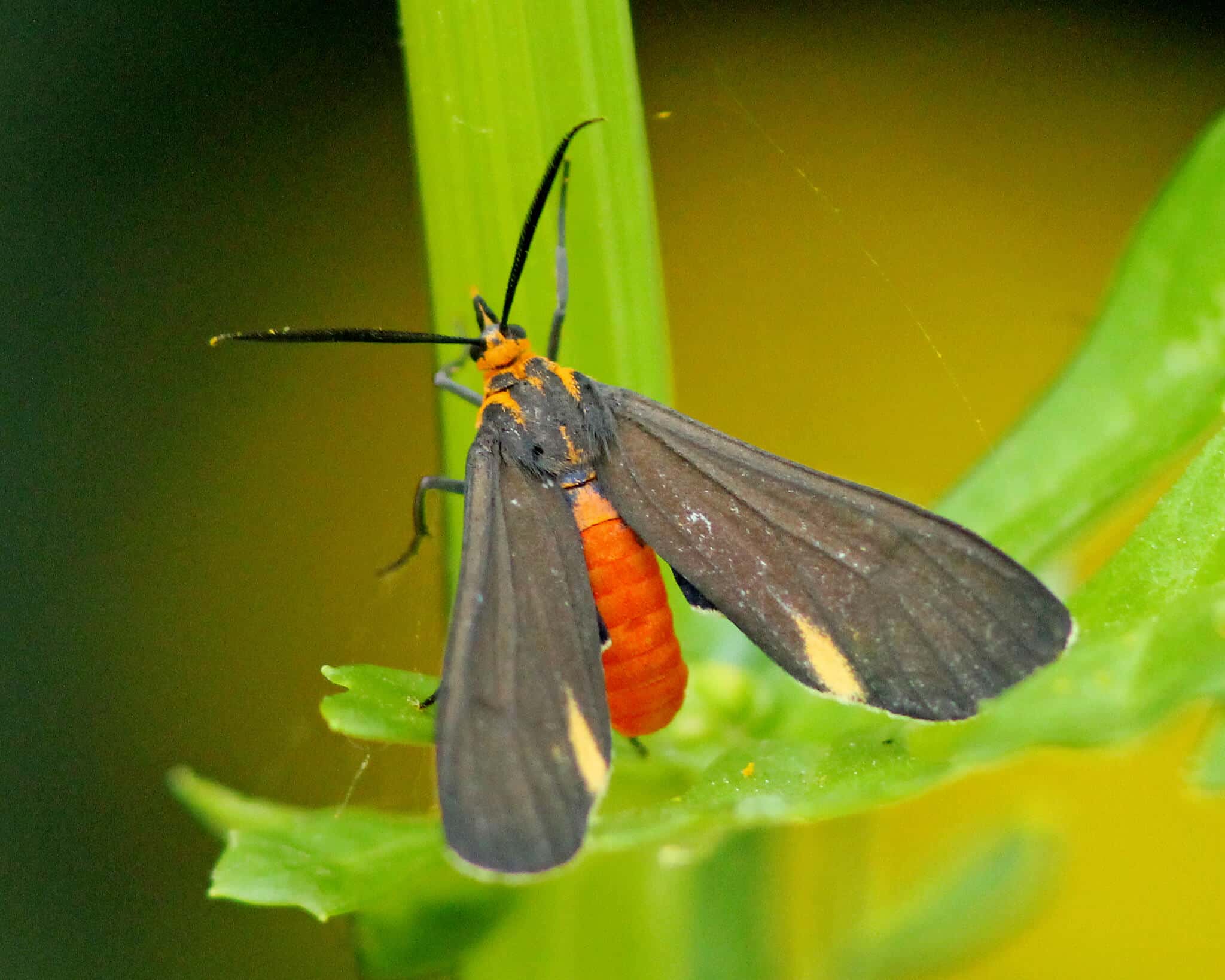19 Common Black and Red Moths (Pictures And Identification)