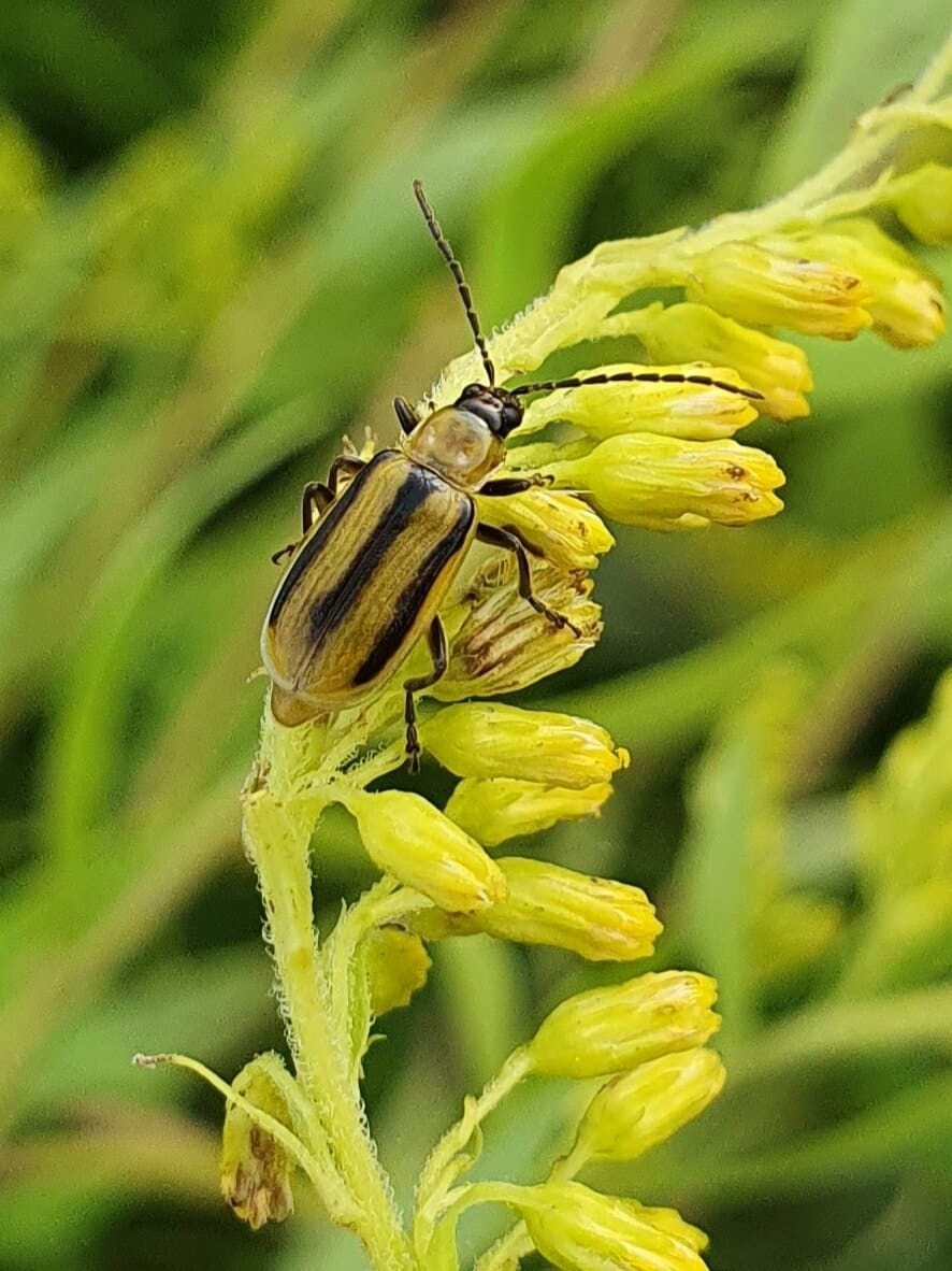 36 Common Beetles With Stripes (Pictures And Identification)