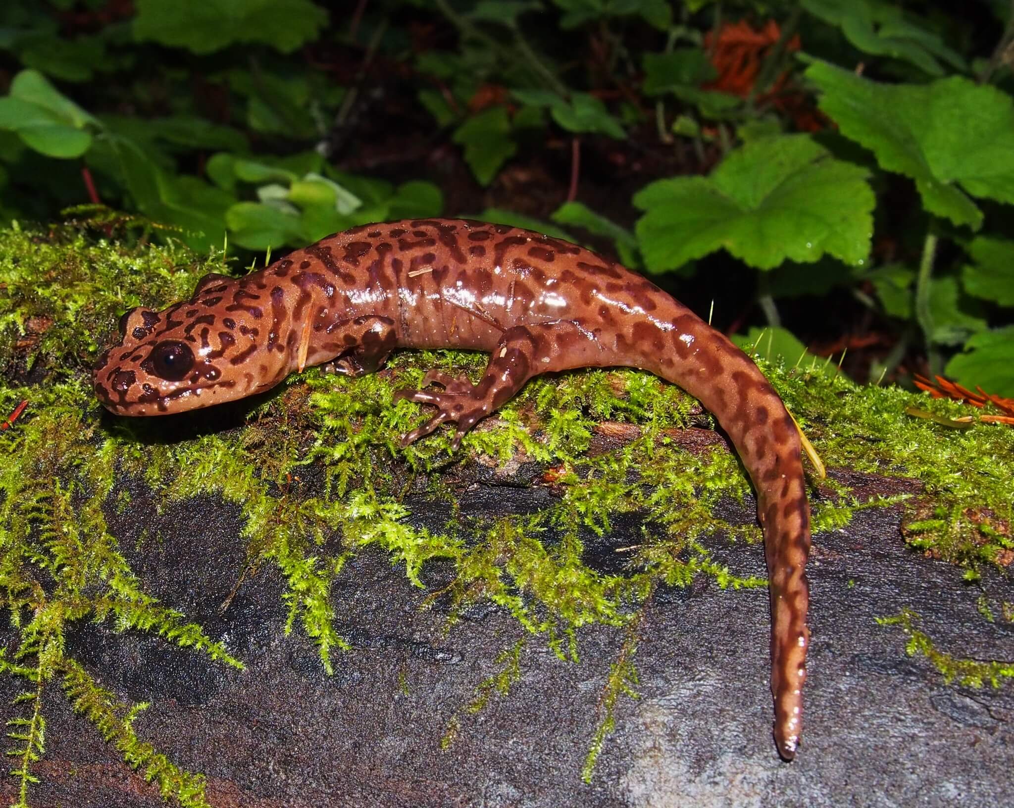 31 Types of Salamanders (Pictures And Identification)