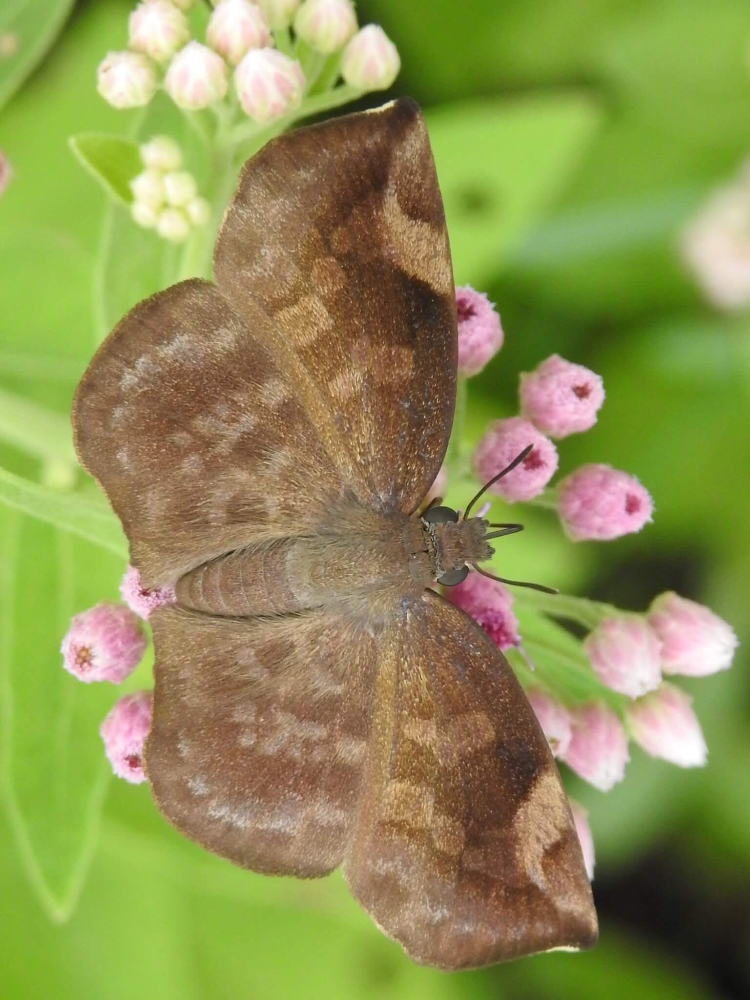 48 Common Brown Butterflies in The U.S. (with Pictures)